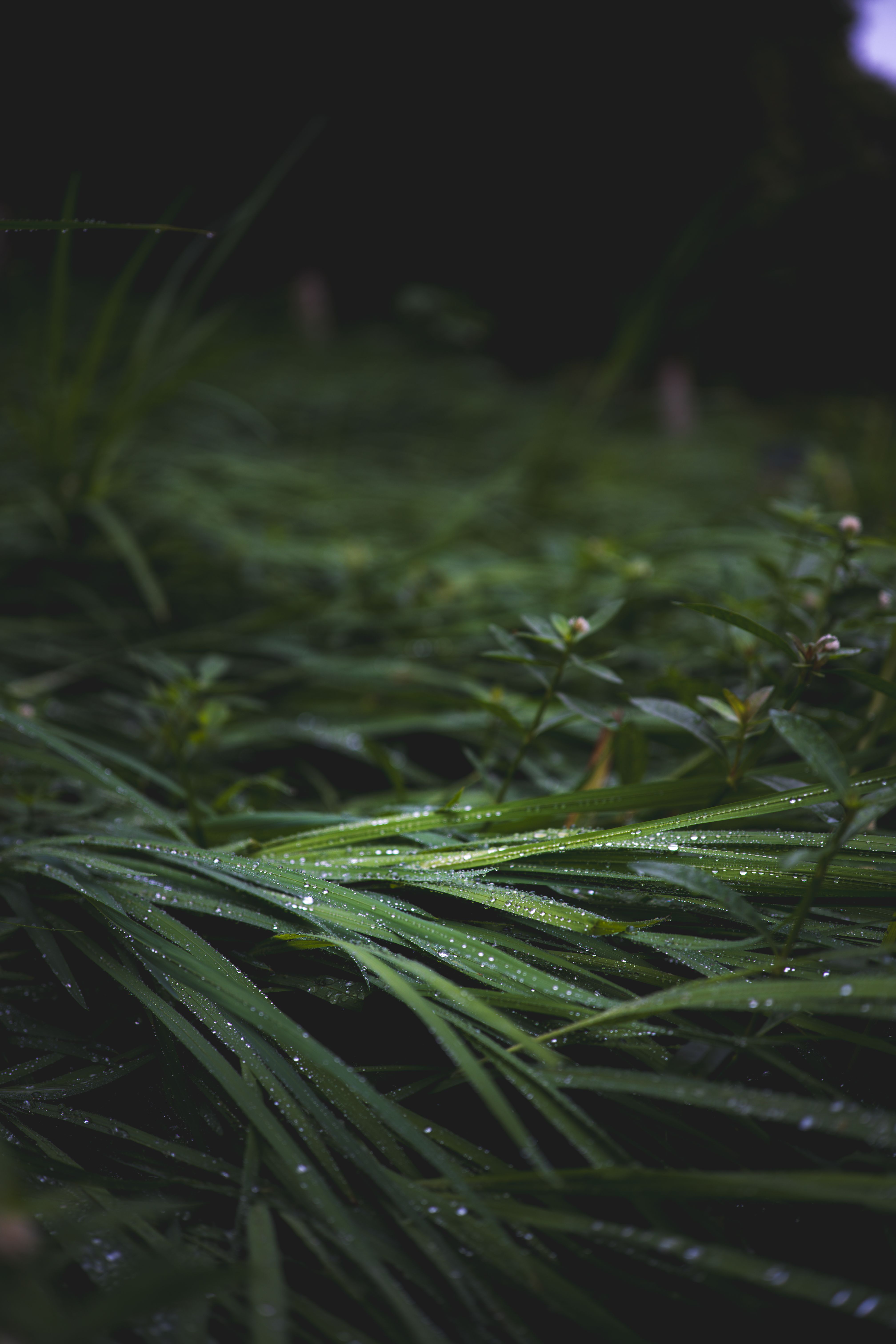 Lush Green Grass with Morning Dew in the Forest · Free Stock Photo