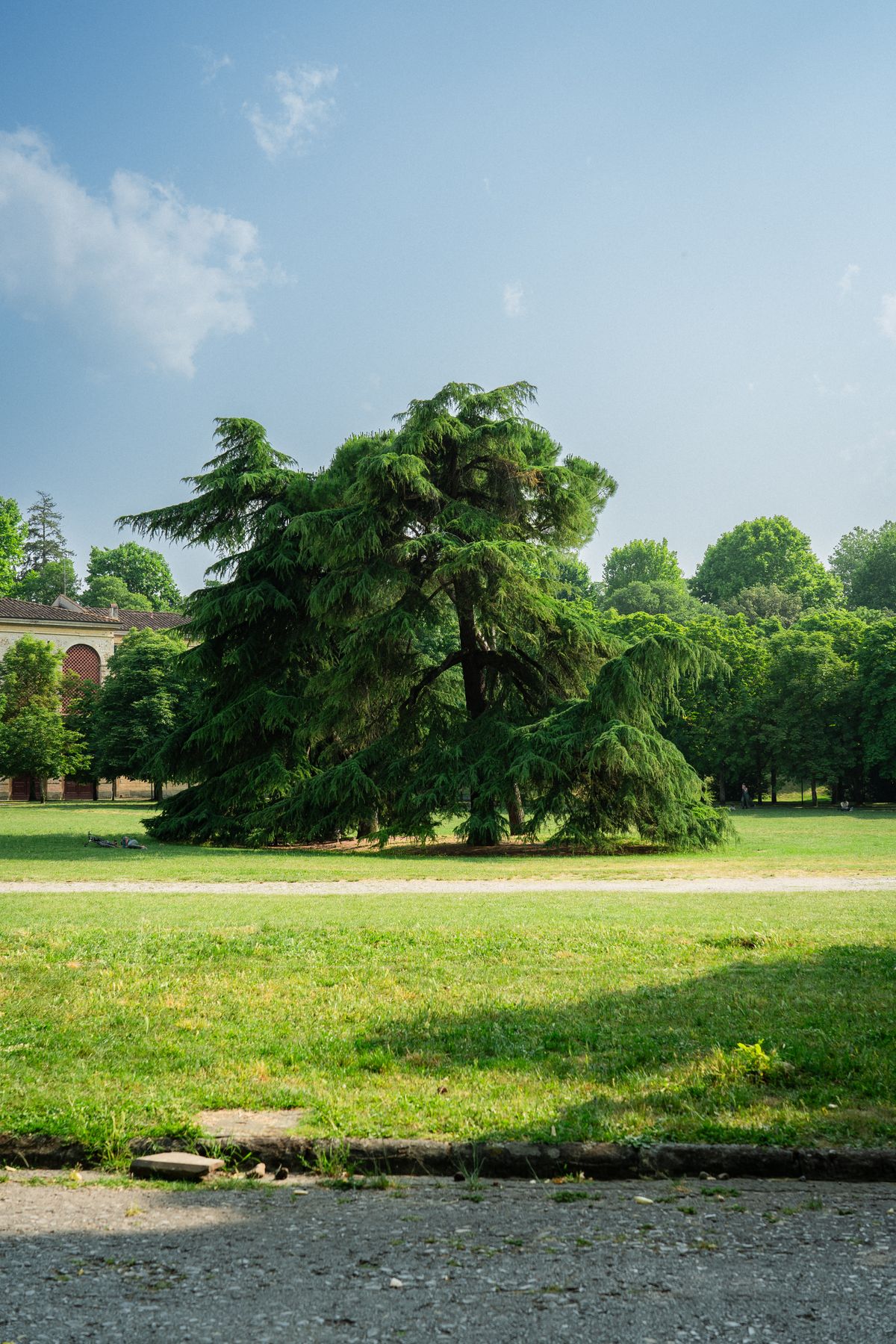 Cedar Tree Photos, Download The BEST Free Cedar Tree Stock Photos & HD ...