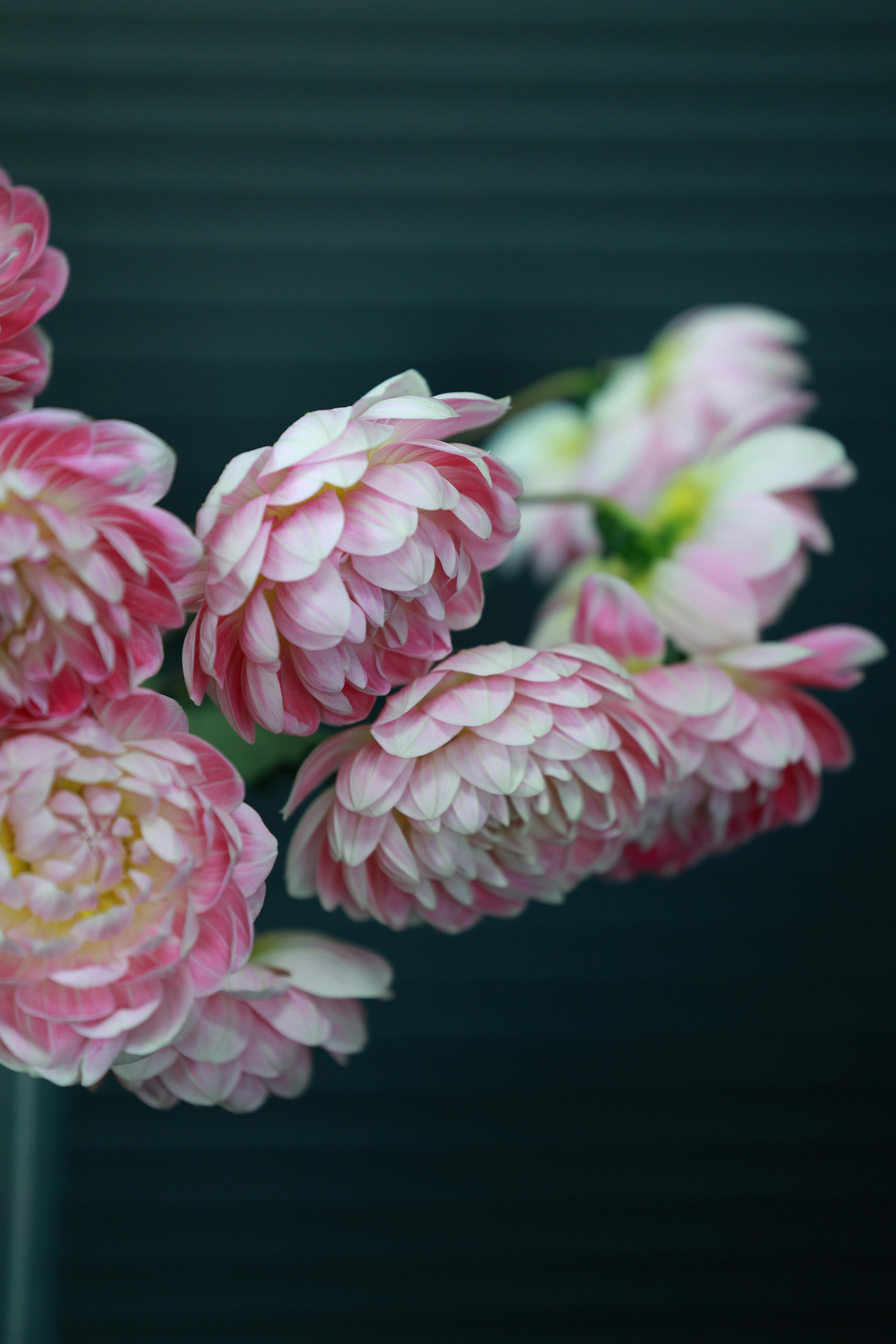 Bing+Homage+Quiz+Jigsw+Puzzles+2016+Themes+Free+Download+Full+Version ...