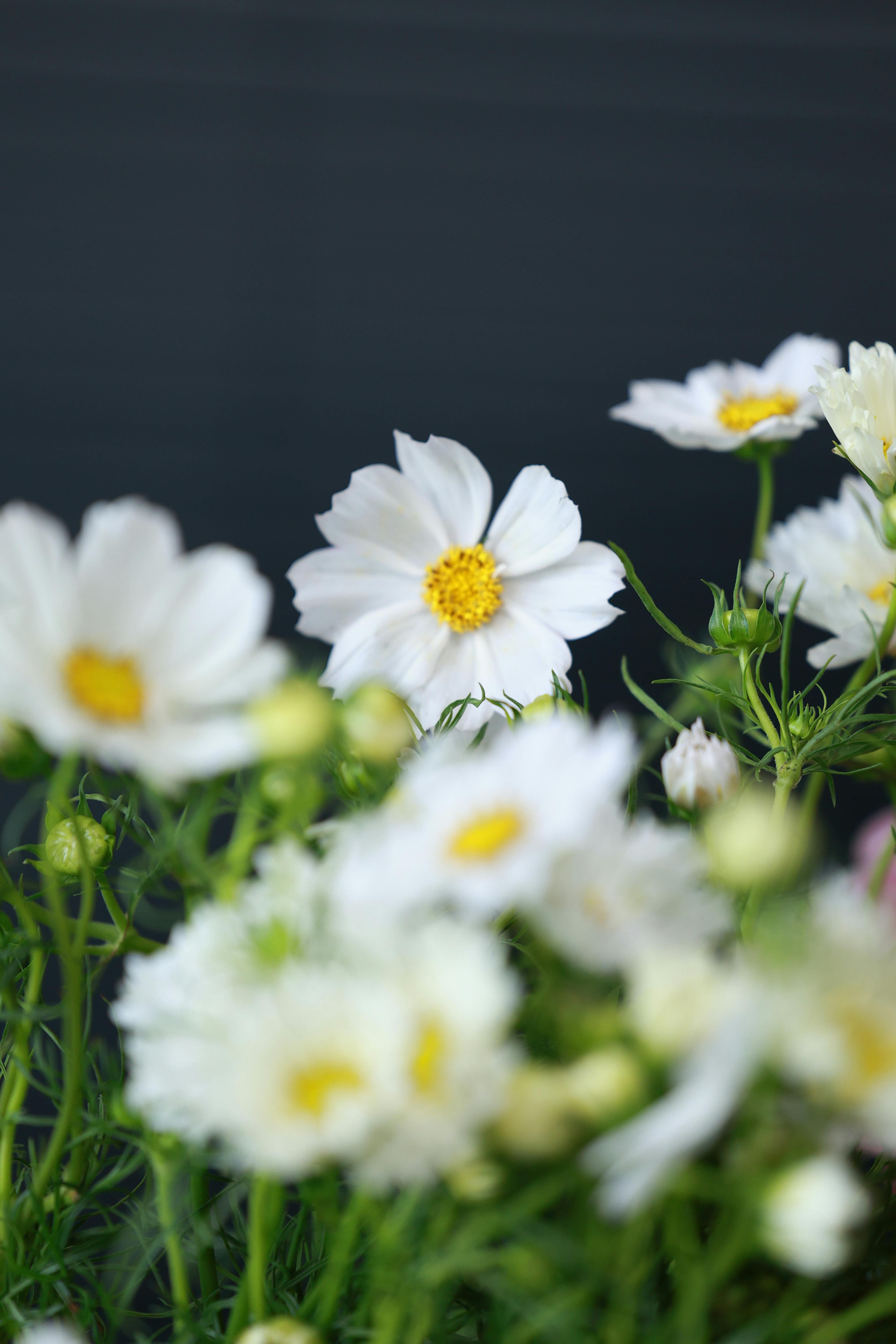 Hermosas Flores De Cosmos Blancas En Flor · Foto de stock gratuita