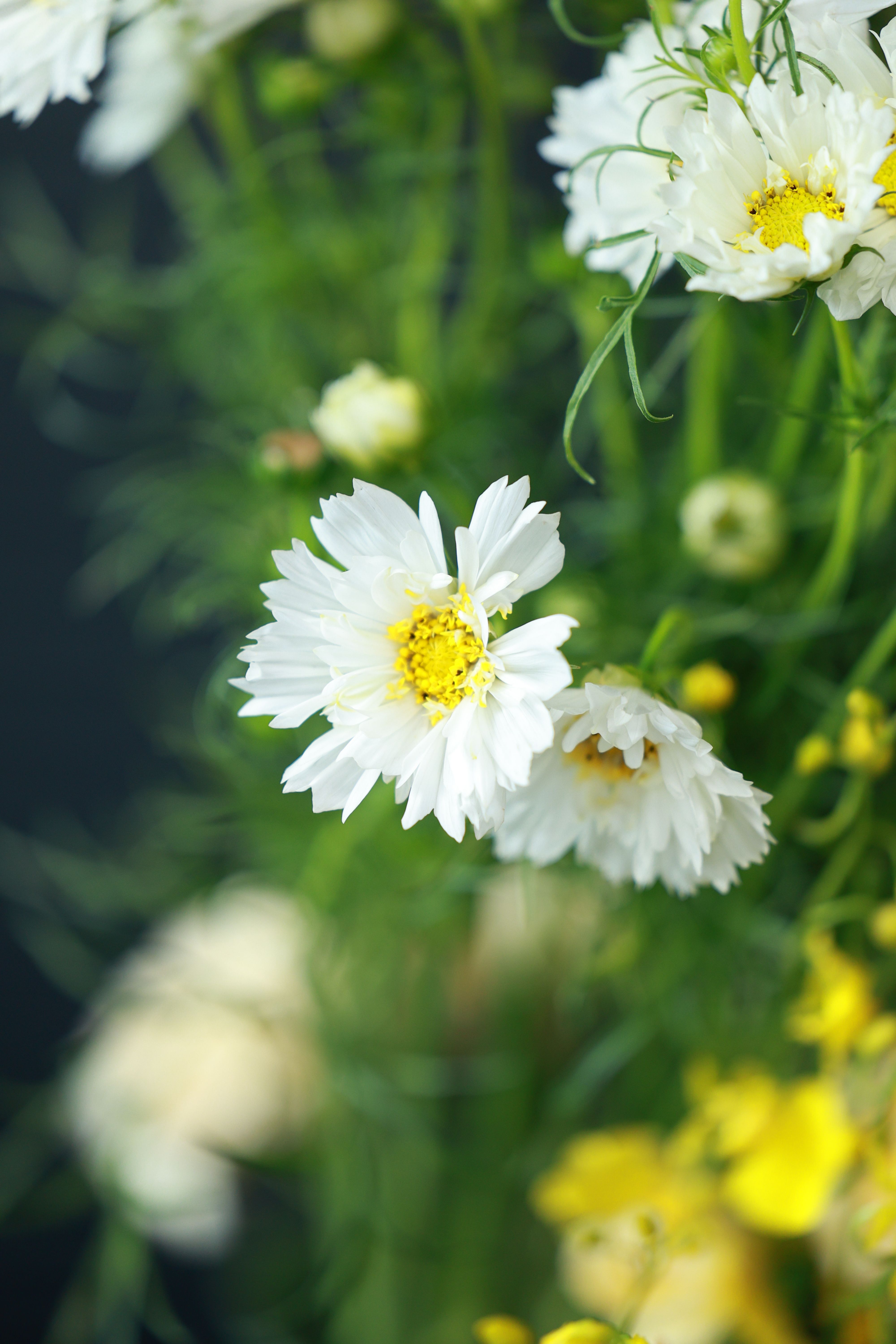 Background Piagam Photos, Download The BEST Free Background Piagam ...