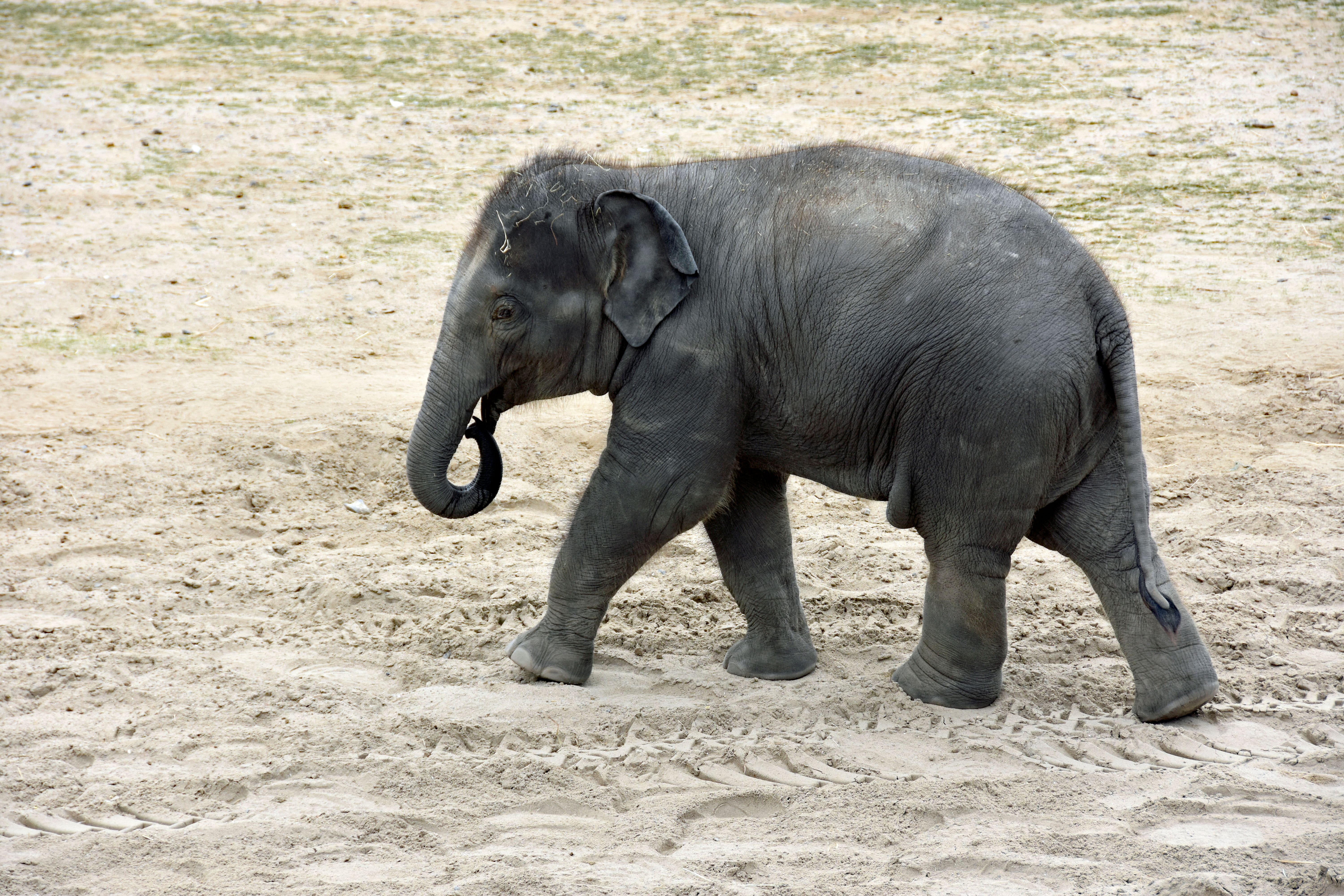 Adorable Young Elephant Walking in Sand · Free Stock Photo