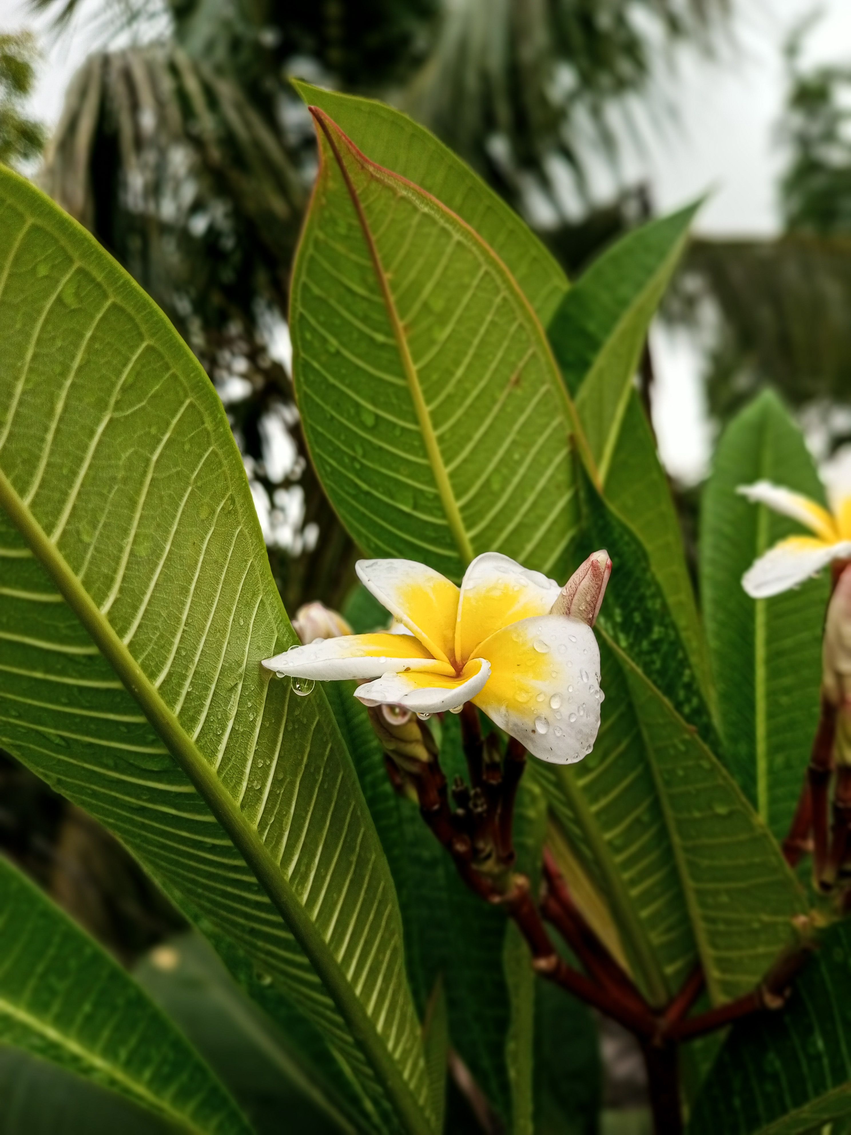 Close-up of Dewy Frangipani Flower in Khulna · Free Stock Photo