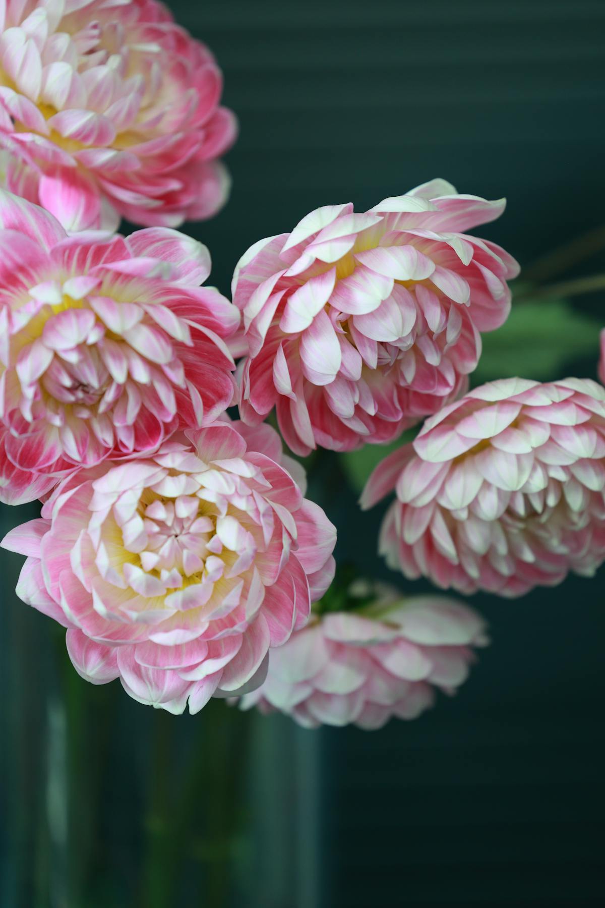 Bing+Homage+Quiz+Jigsw+Puzzles+2016+Themes+Free+Download+Full+Version ...