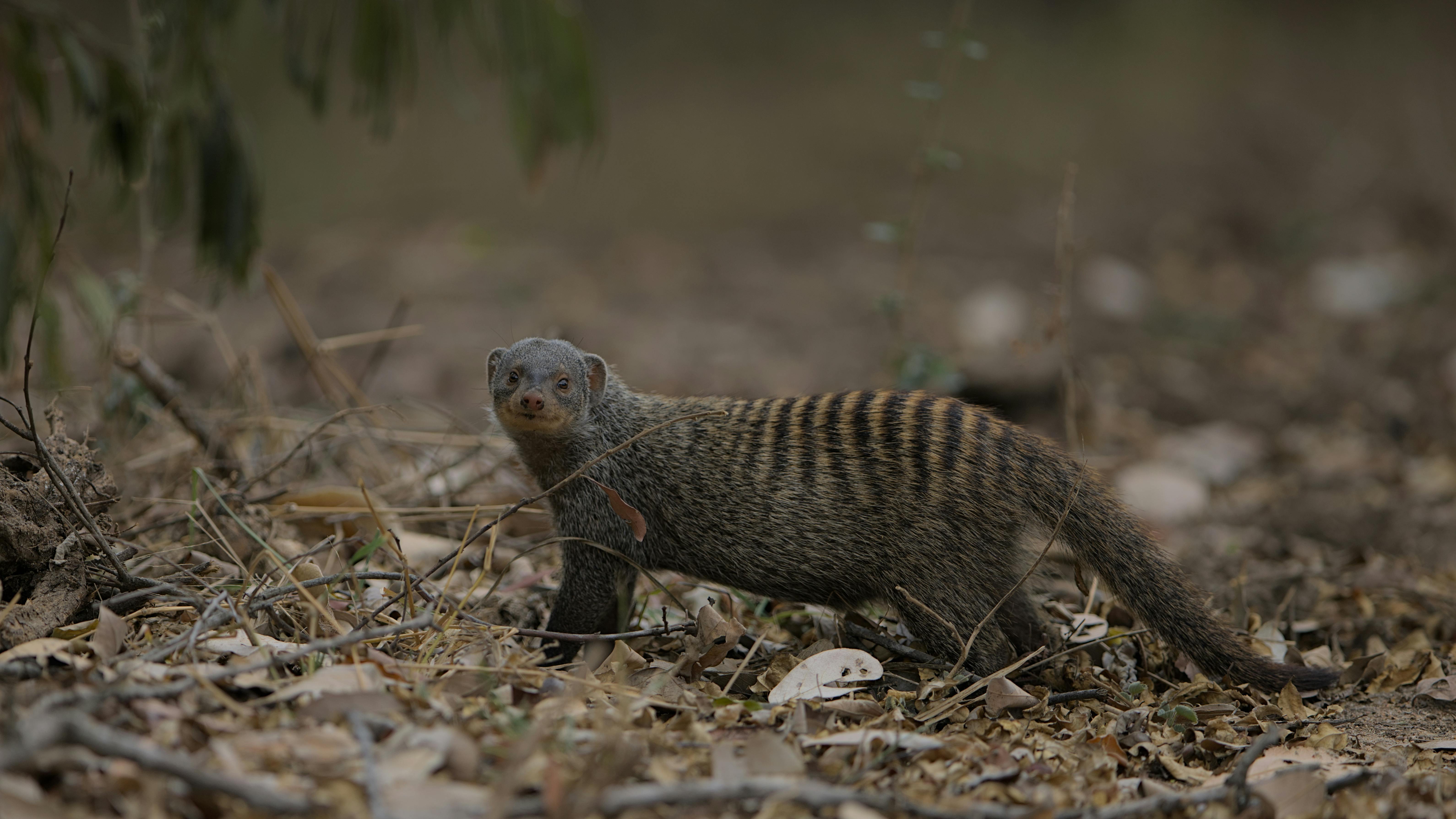 Mongoose Photos, Download The BEST Free Mongoose Stock Photos & HD Images