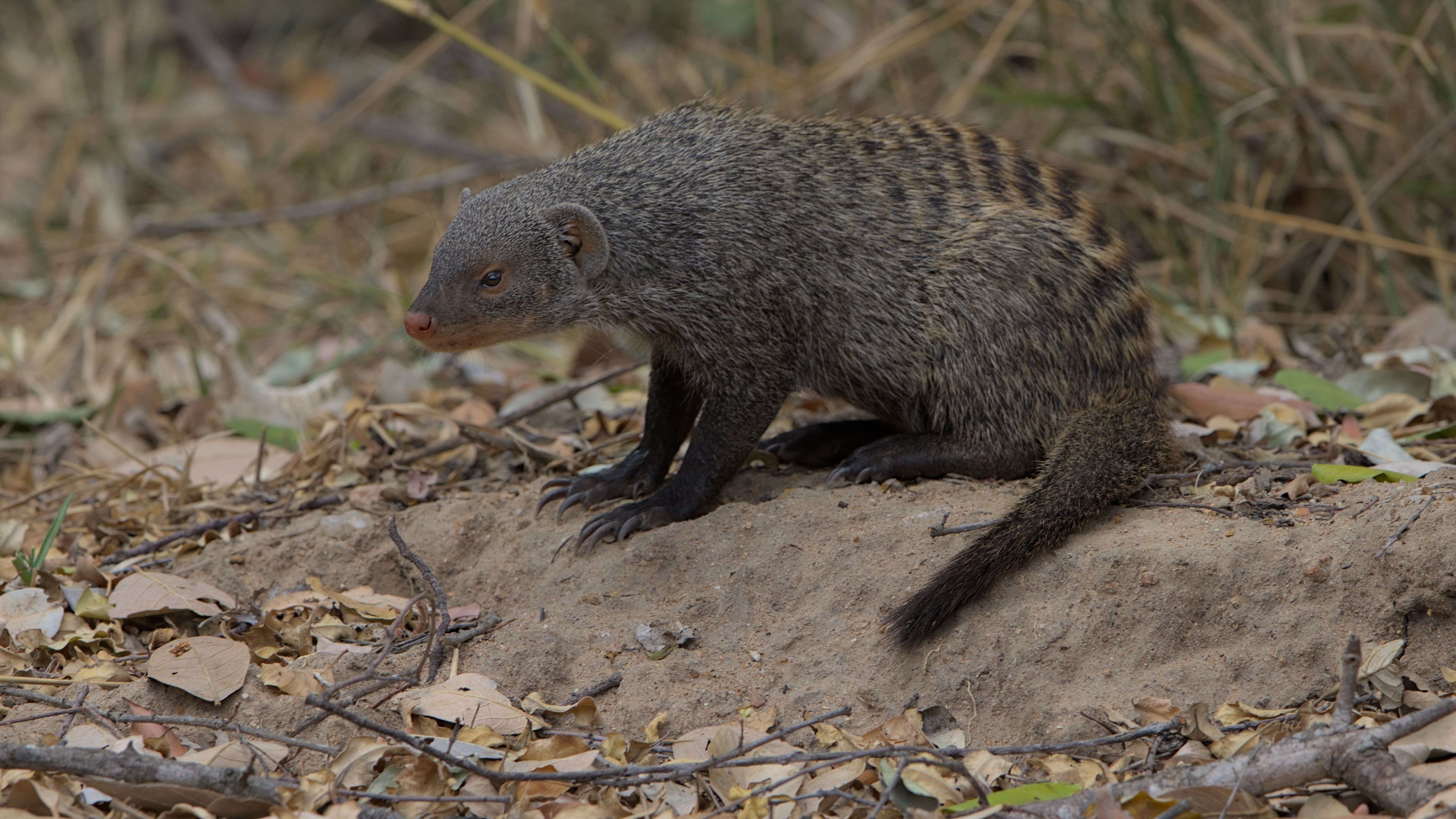 Banded Mongoose in Natural Habitat · Free Stock Photo