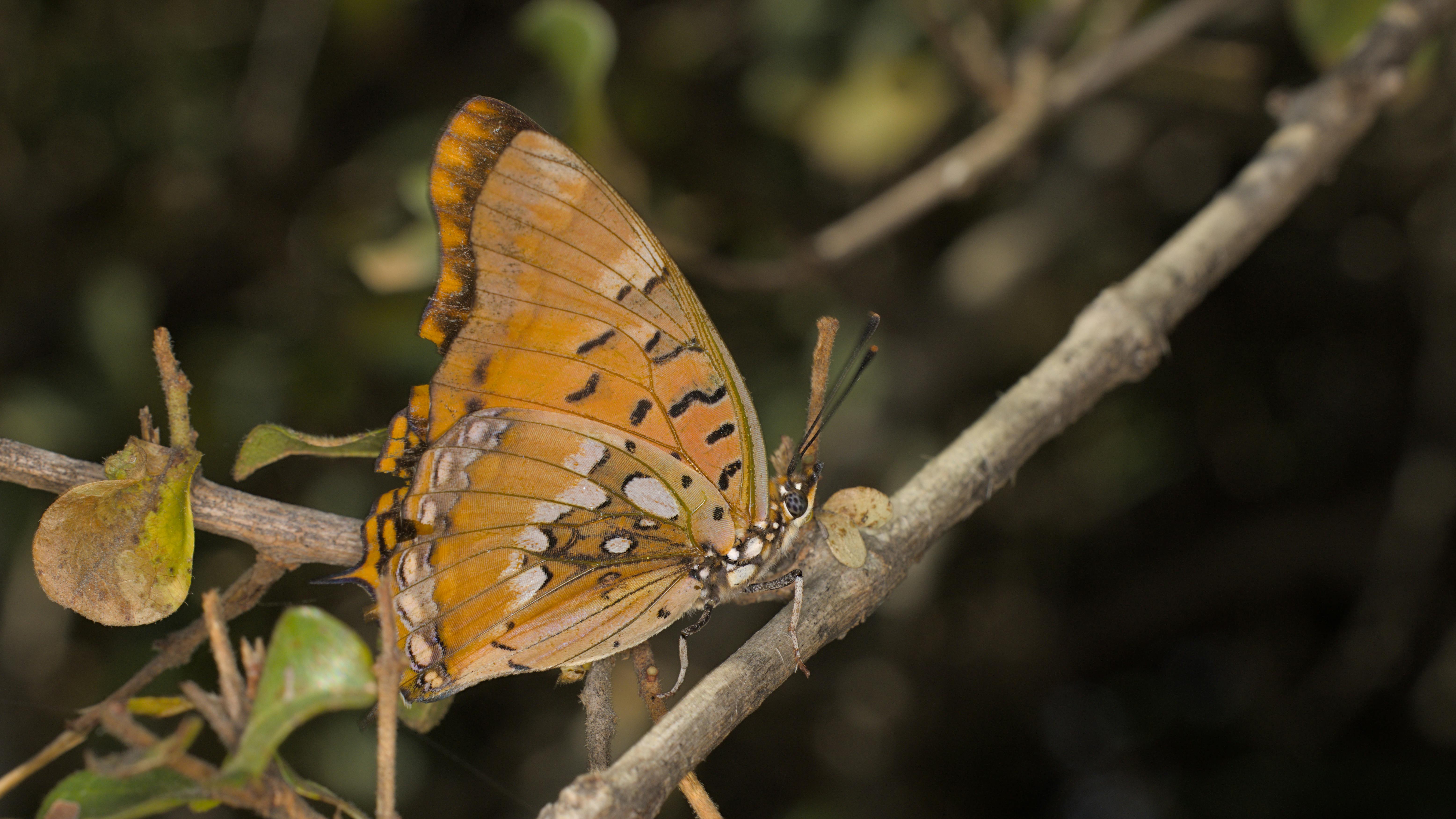 Mariposa Charaxes Jahlusa De Color Naranja Intenso En La Naturaleza ...