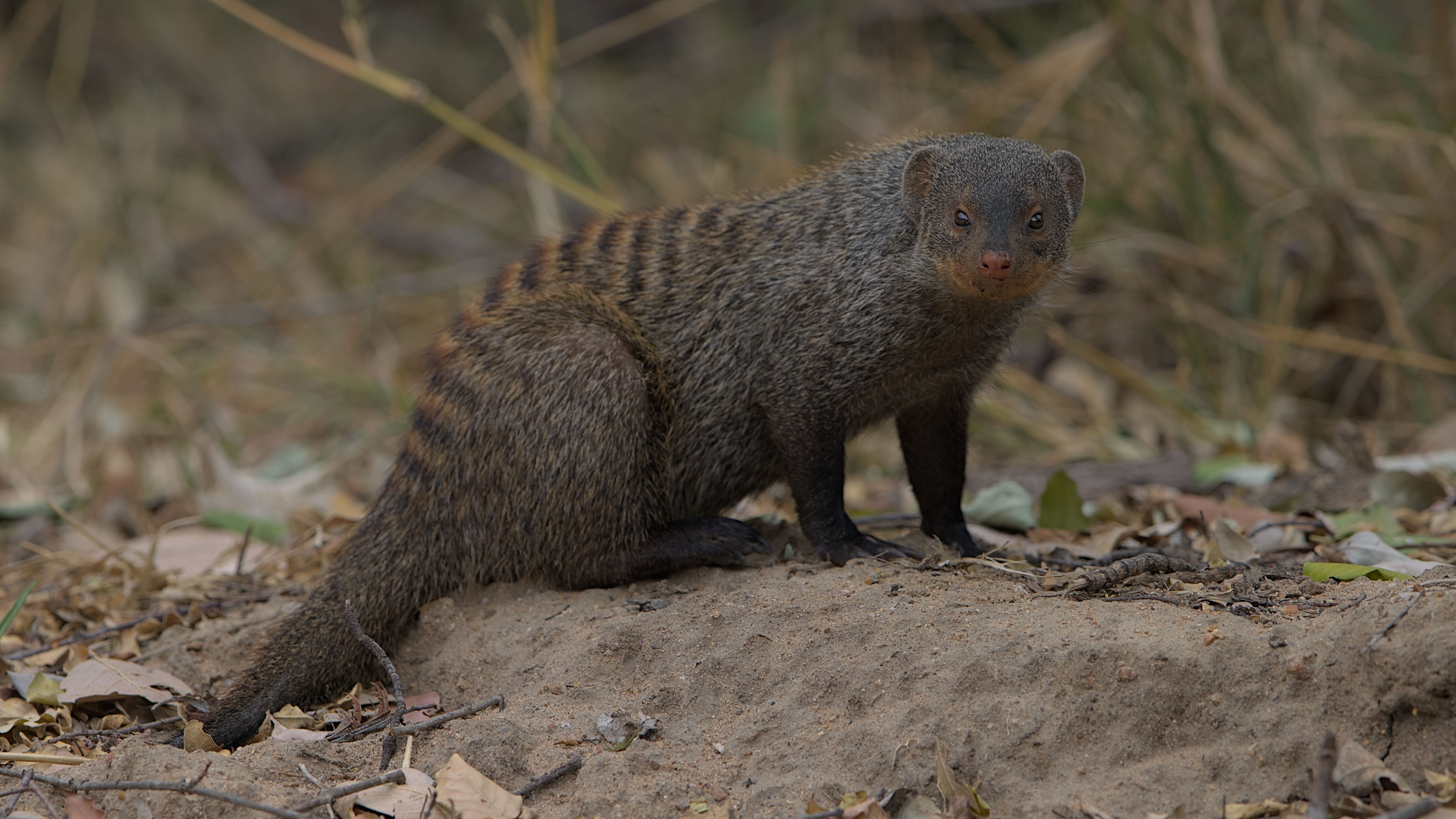 Close-up of Banded Mongoose in Natural Habitat · Free Stock Photo