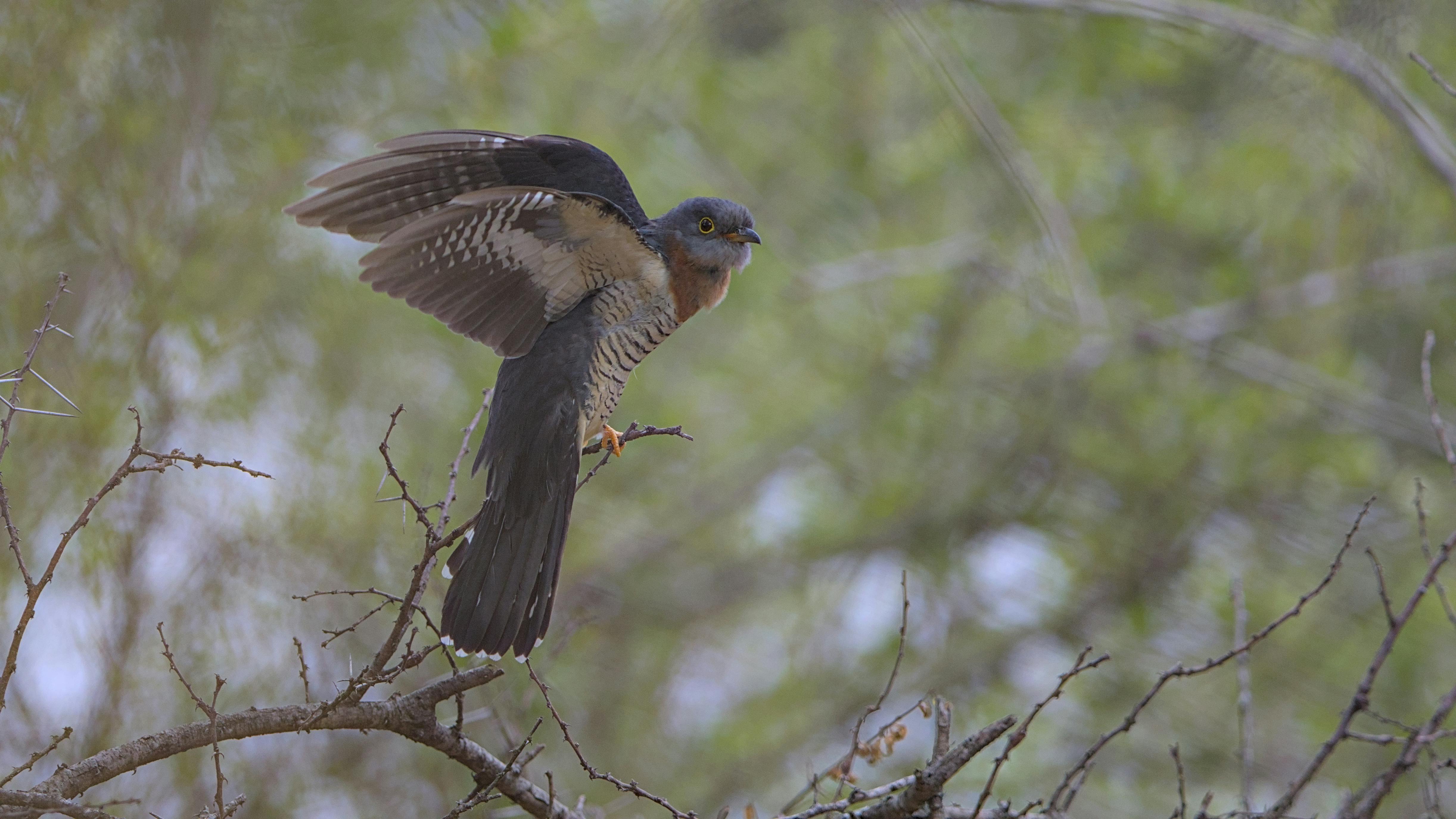 Red-Chested Cuckoo Perched in South African Tree · Free Stock Photo