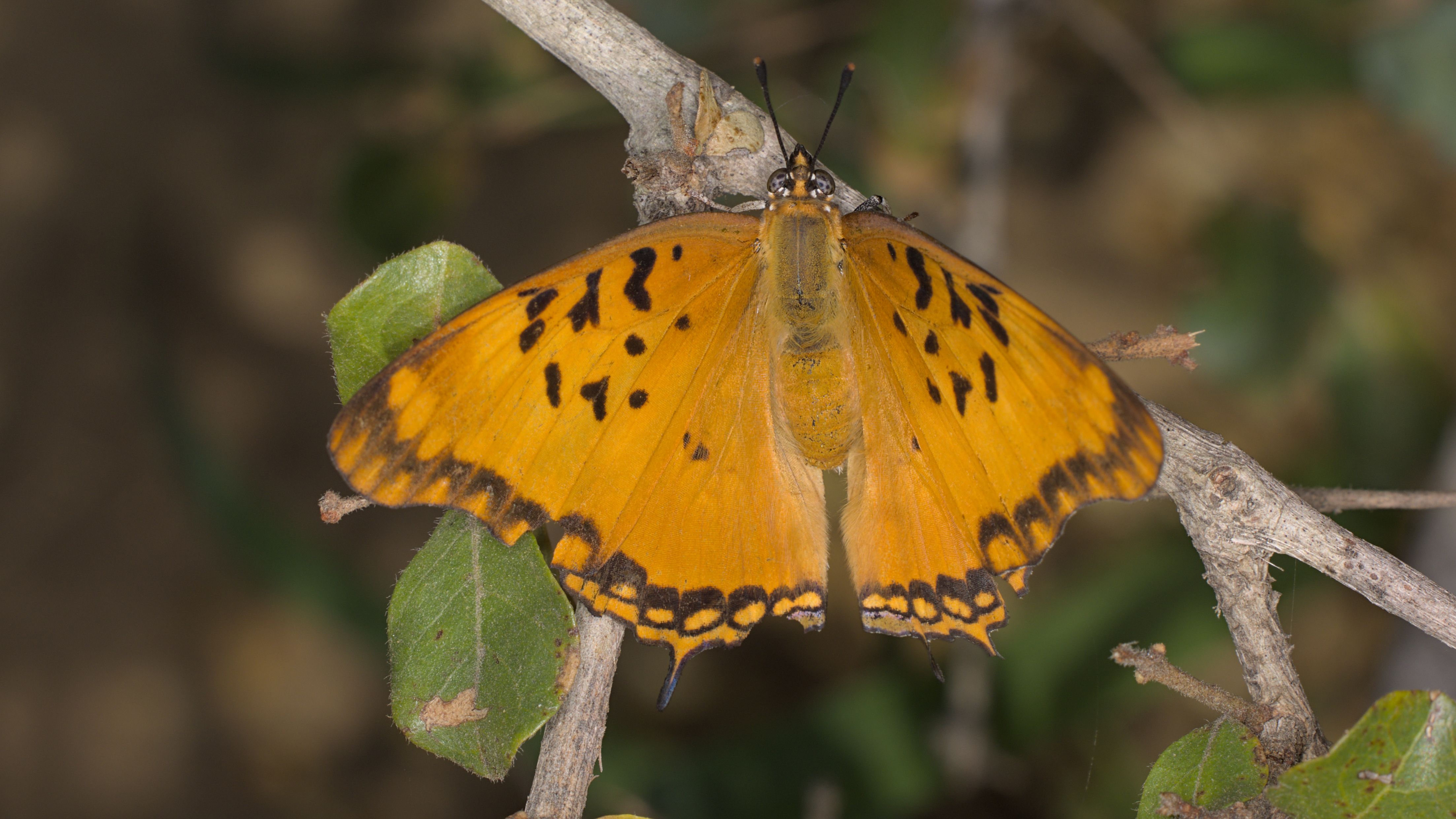 Close-up of Charaxes Jahlusa Butterfly Resting · Free Stock Photo