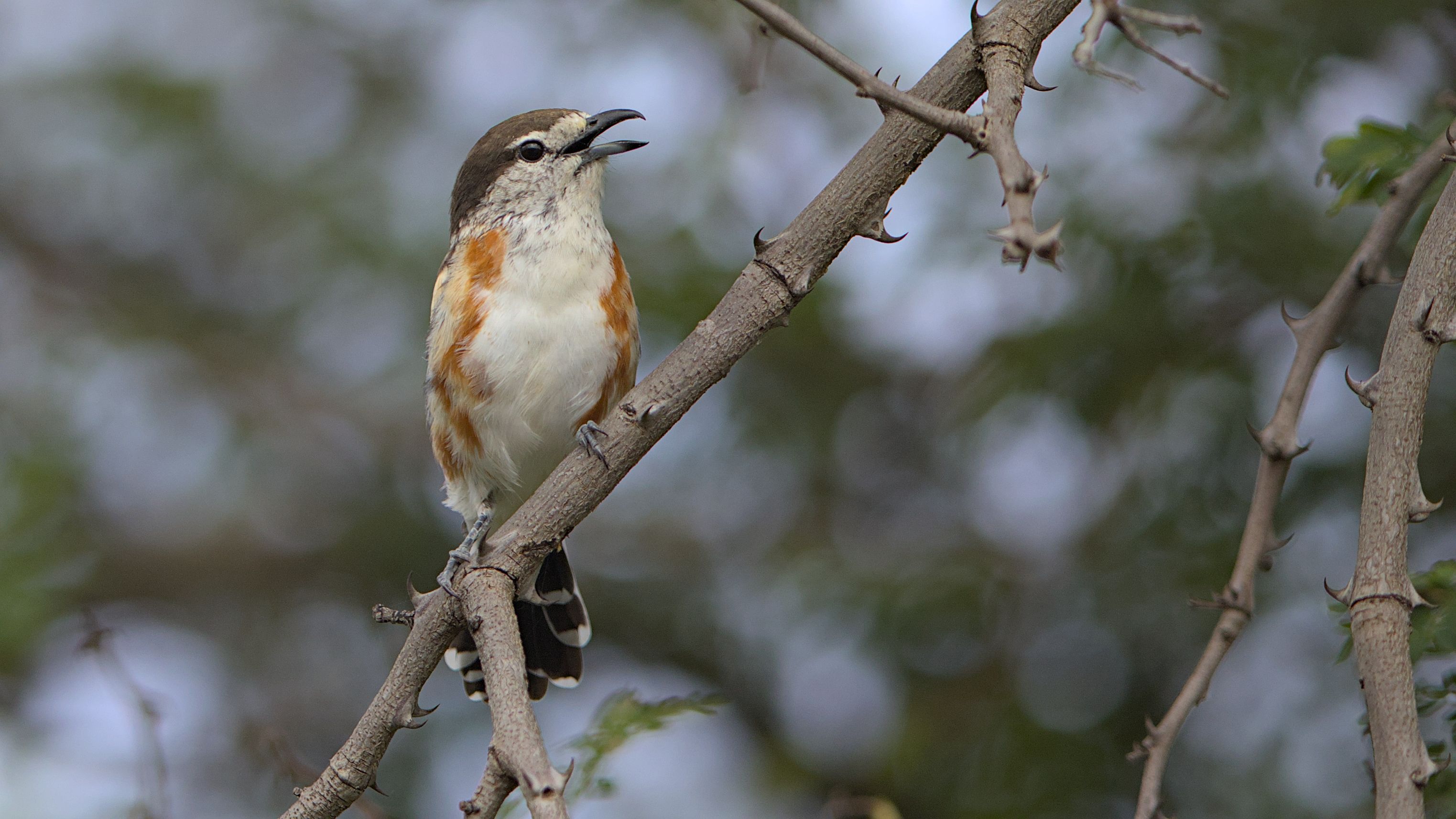 Brubru Bird Perched on Thorny Branch in South Africa · Free Stock Photo