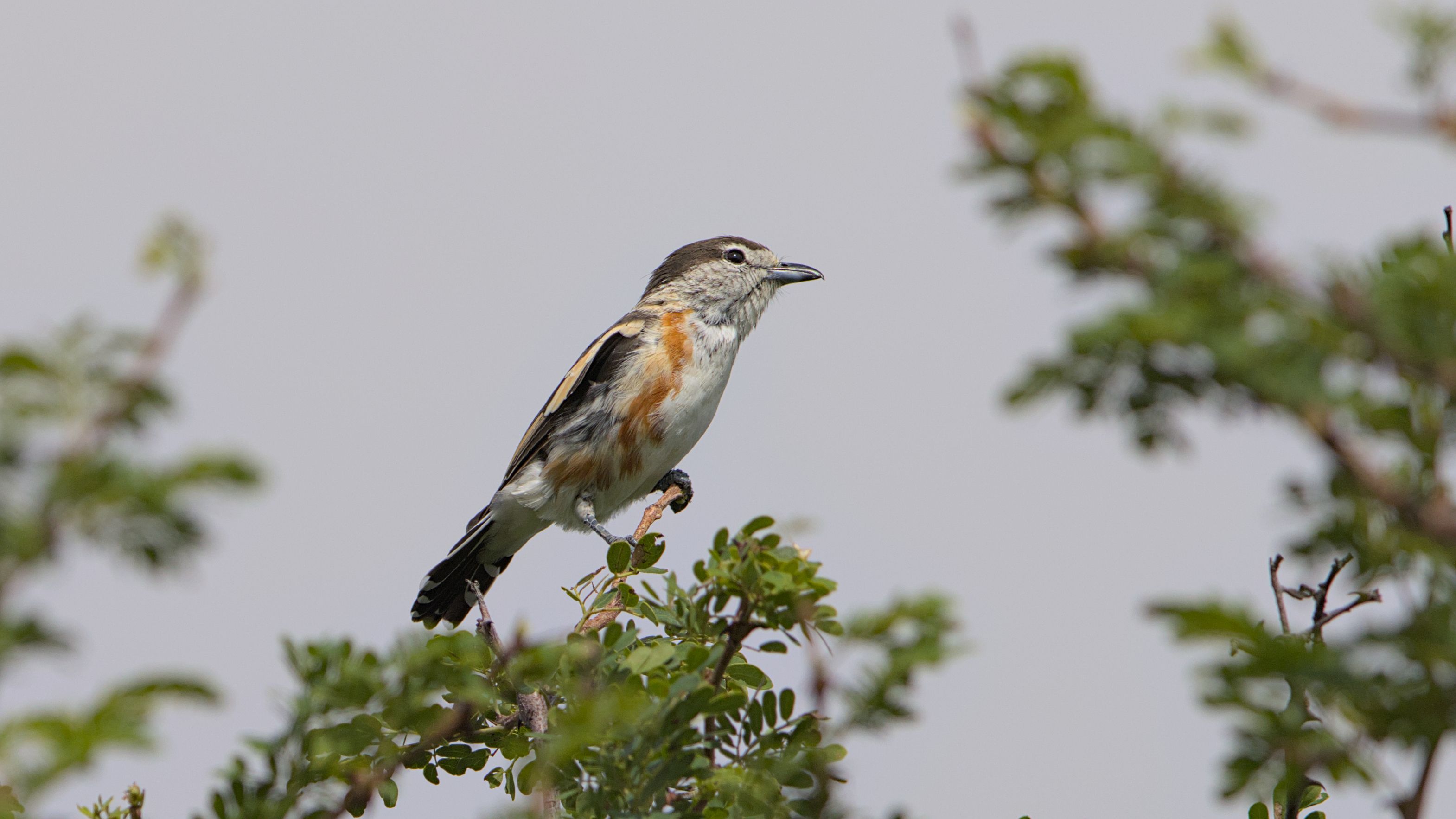 Brubru on Branch in Hoedspruit, South Africa · Free Stock Photo