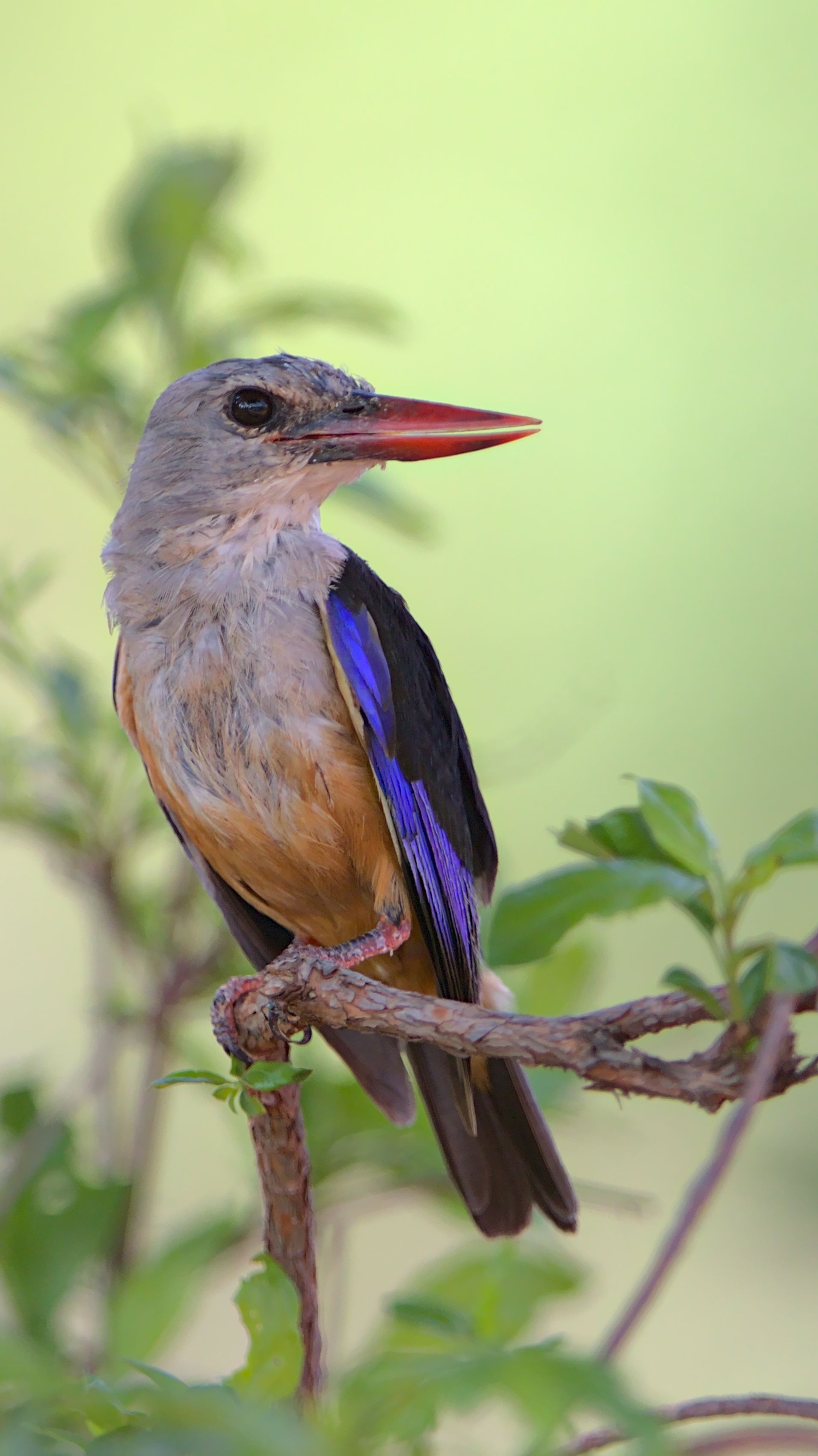 Stunning Grey-headed Kingfisher in Natural Habitat · Free Stock Photo