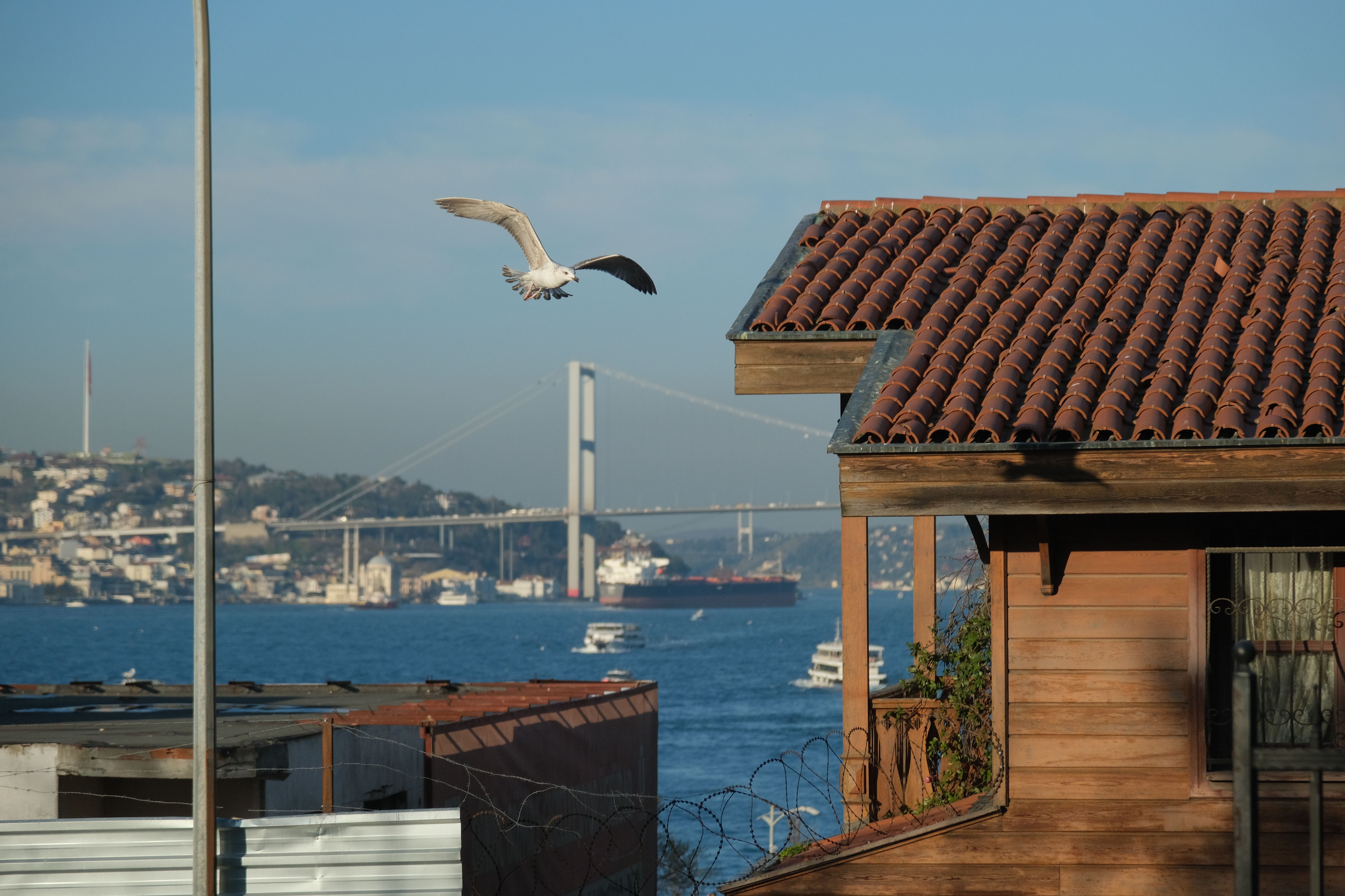 Seagull Soaring Near Bosphorus Bridge in Istanbul · Free Stock Photo