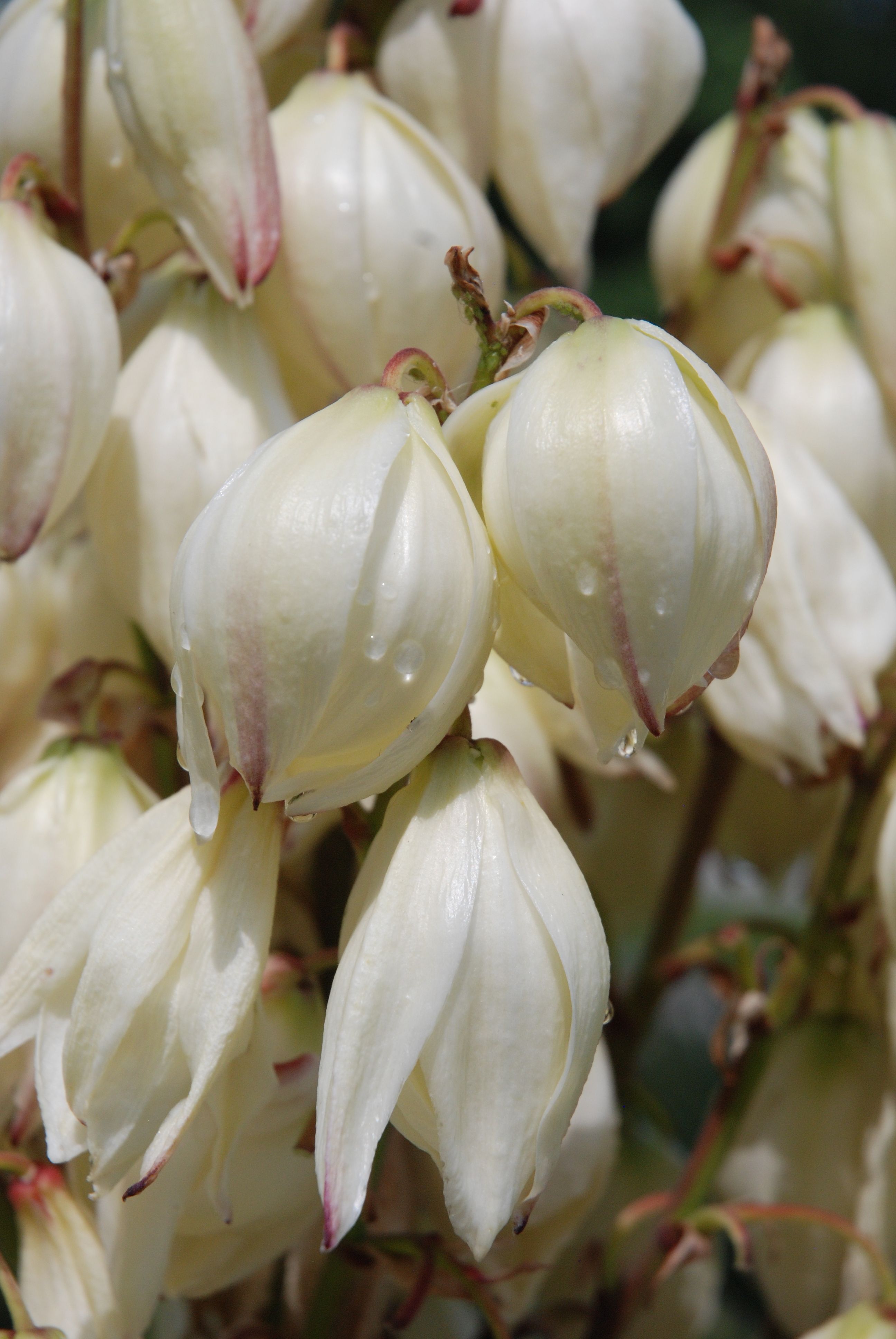 Close-up of White Yucca Flowers with Water Drops · Free Stock Photo