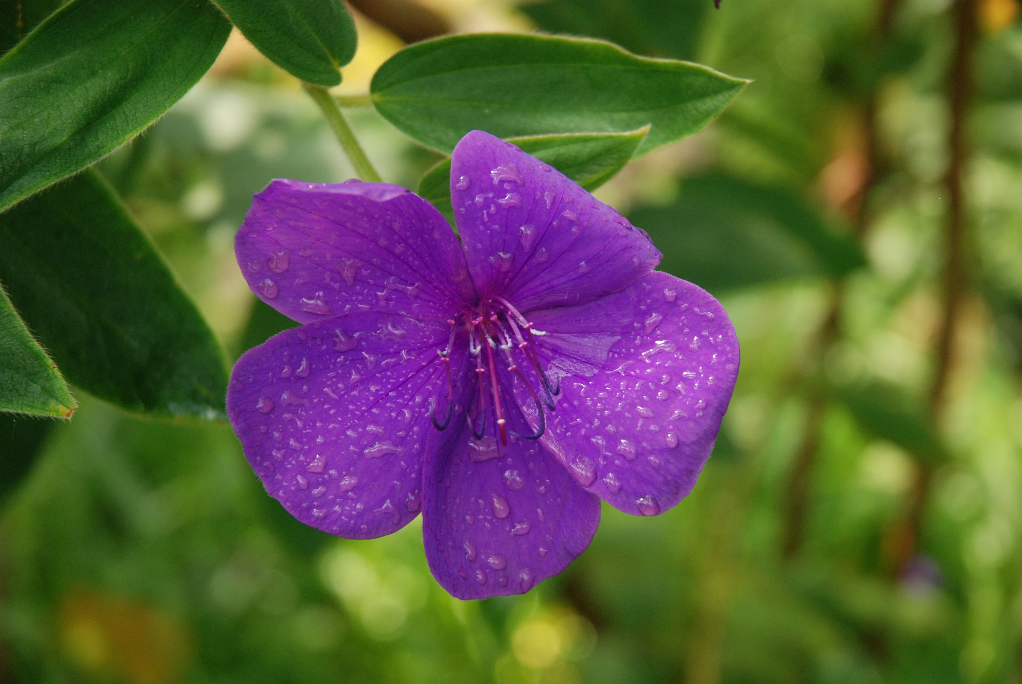 Flor Morada Vibrante Con Gotas De Rocío En Meise · Foto de stock gratuita