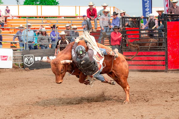 Bull Riding Photos, Download The BEST Free Bull Riding Stock Photos ...