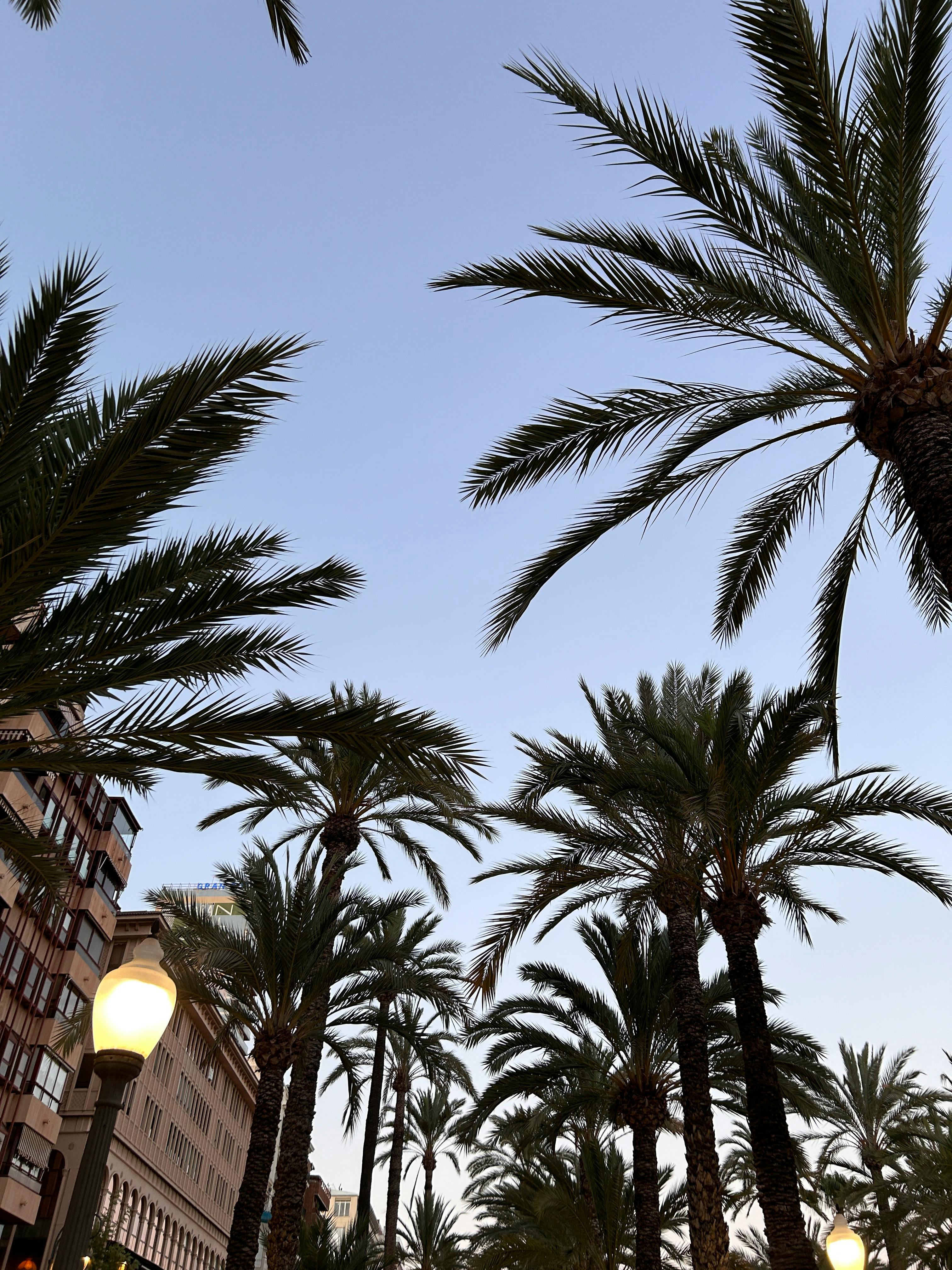 Scenic Palm Tree Promenade in Alicante, Spain · Free Stock Photo