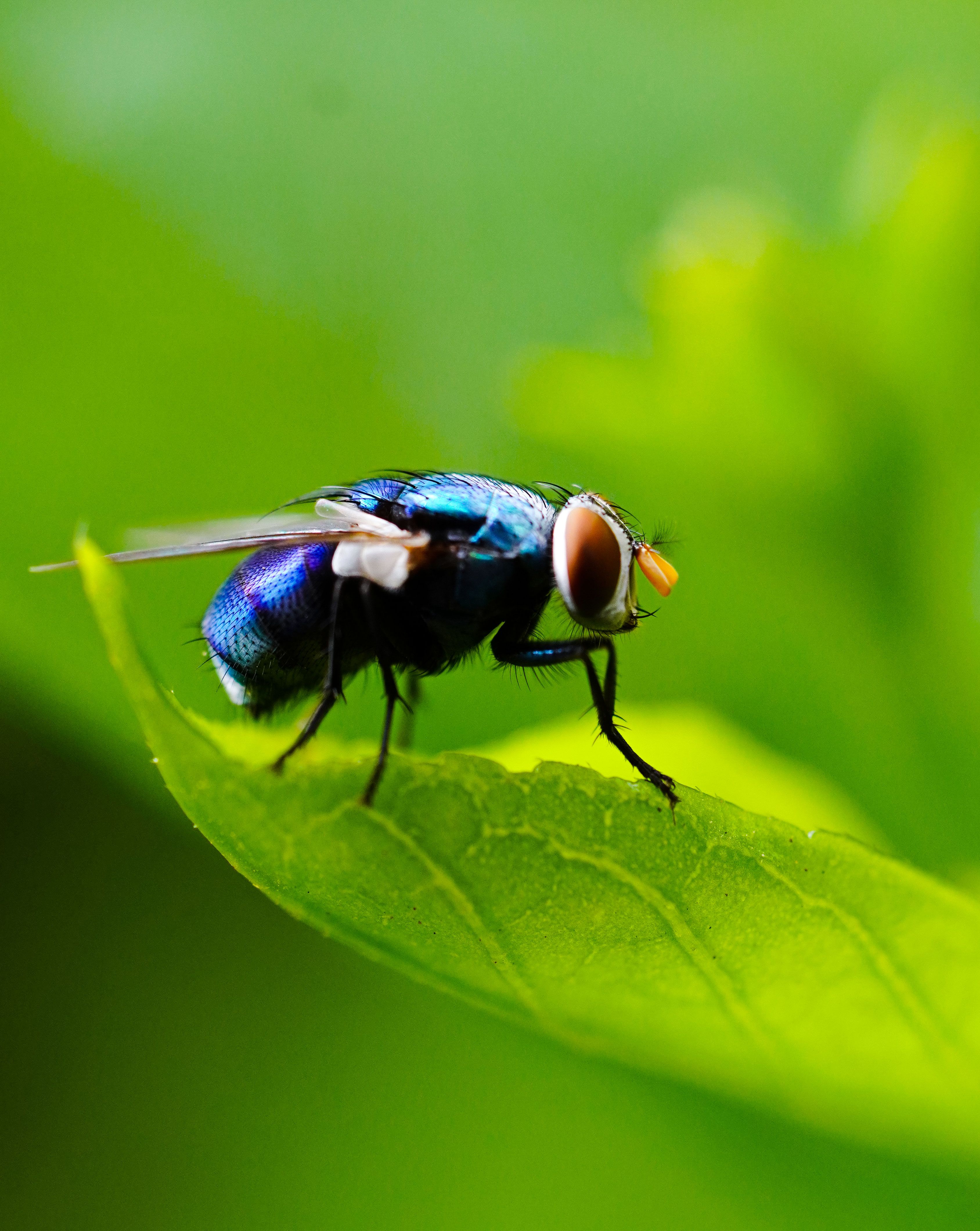 Macro Shot of a Blowfly on Leaf in Vibrant Nature · Free Stock Photo