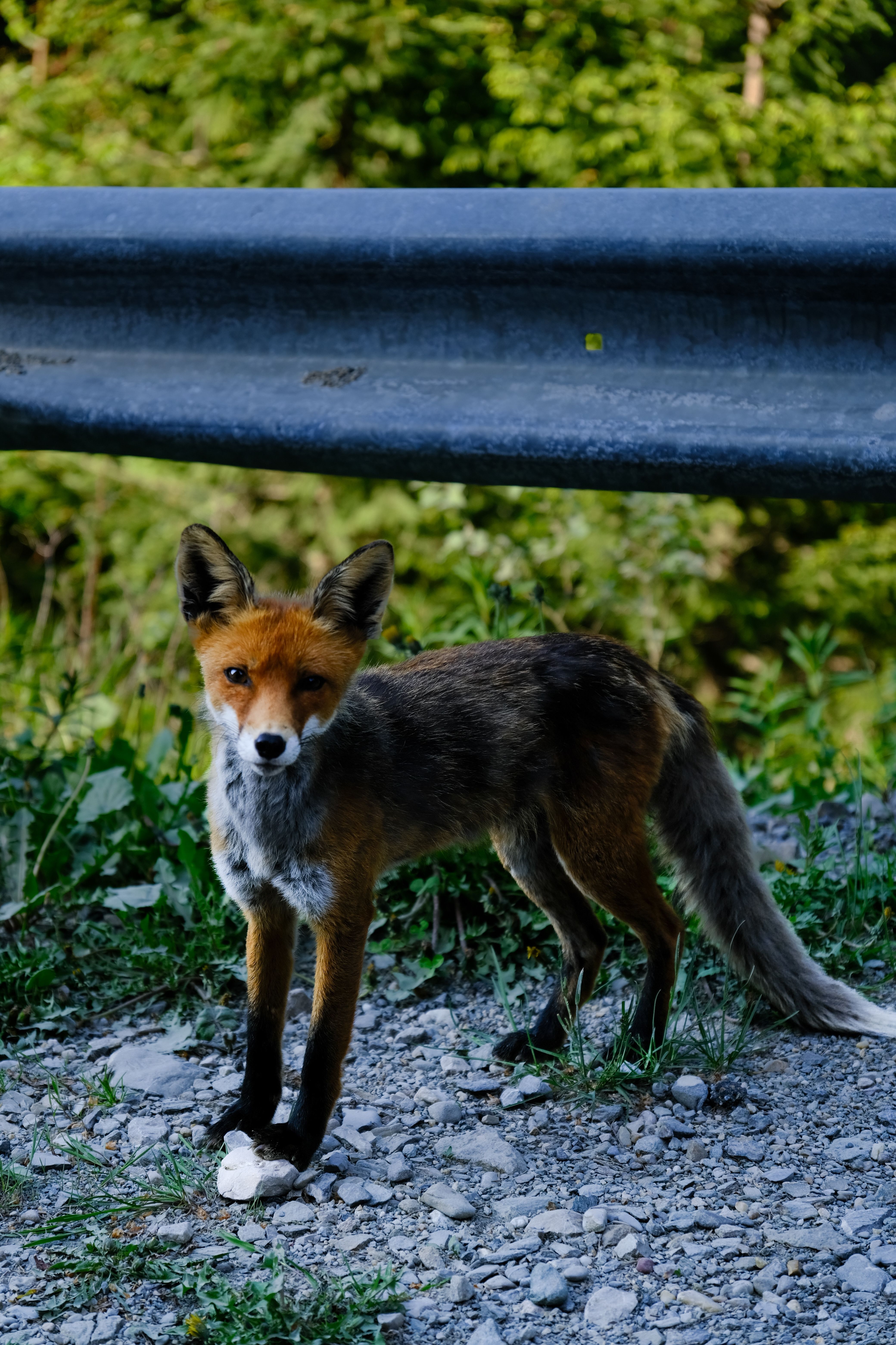 Curious Red Fox by Roadside Barrier · Free Stock Photo
