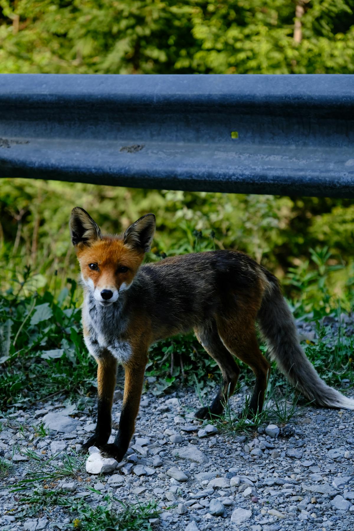 Fox Puppies Photos, Download The BEST Free Fox Puppies Stock Photos ...