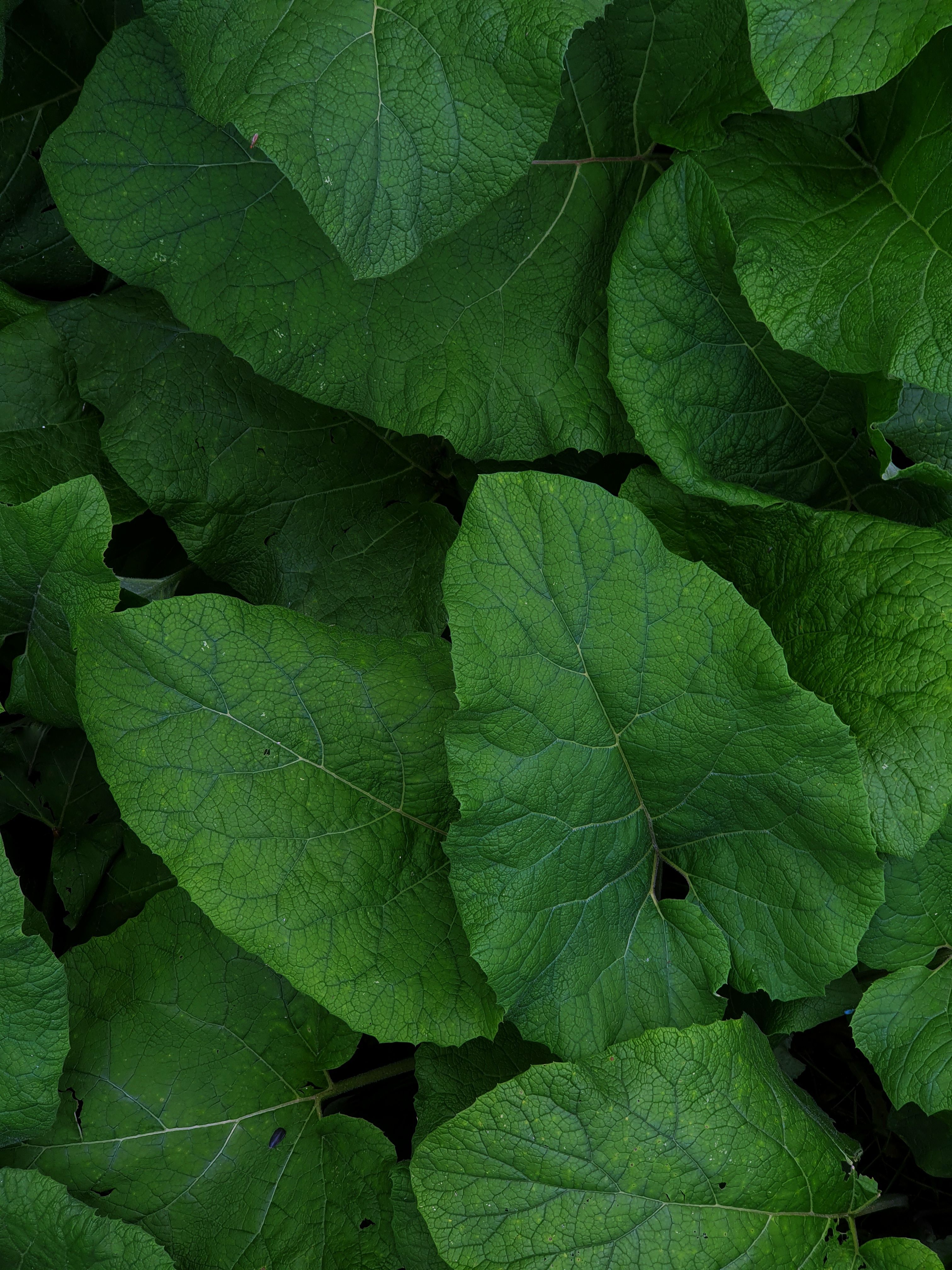Background Piagam Photos, Download The BEST Free Background Piagam ...