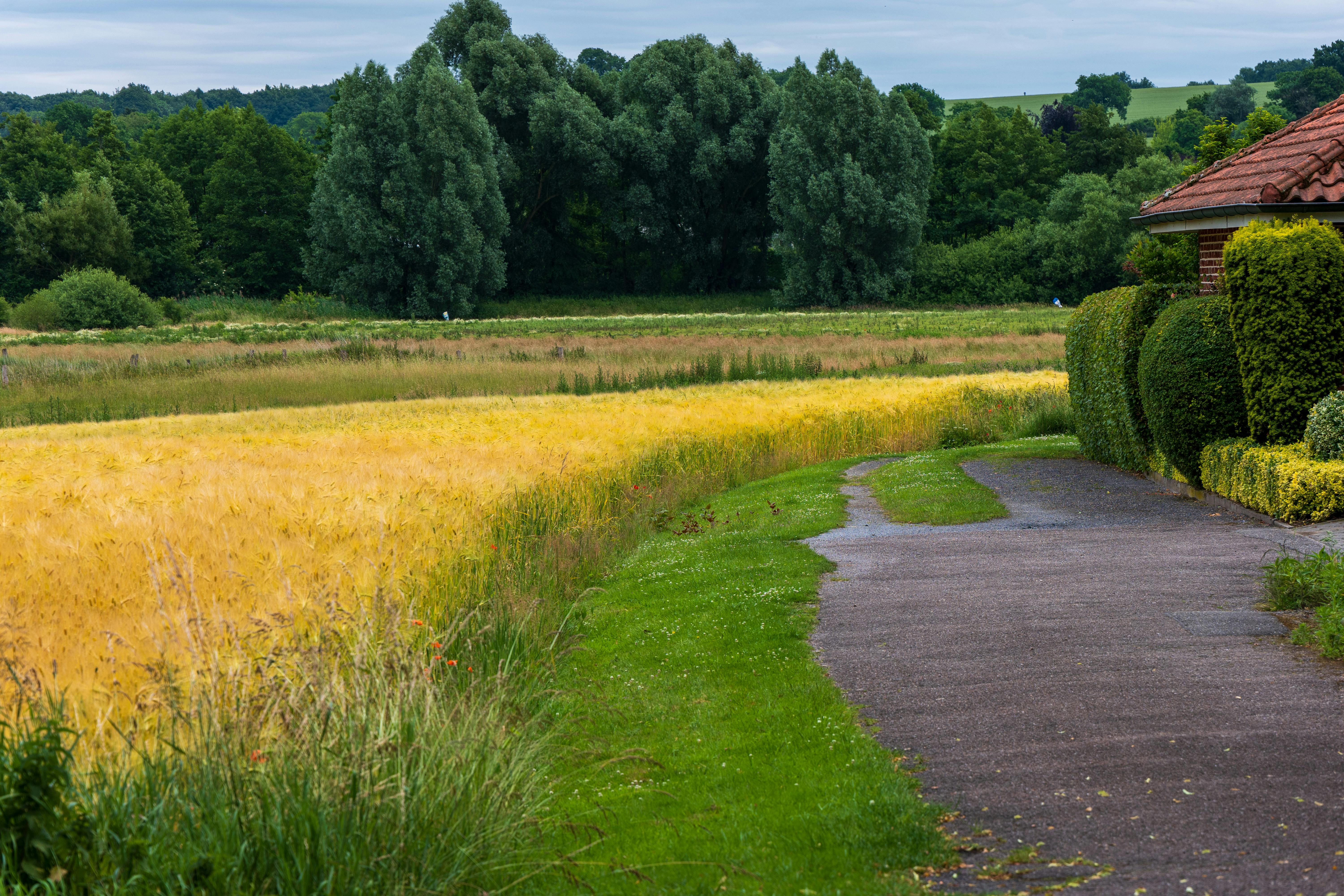 Serene Countryside Pathway by a Wheat Field · Free Stock Photo