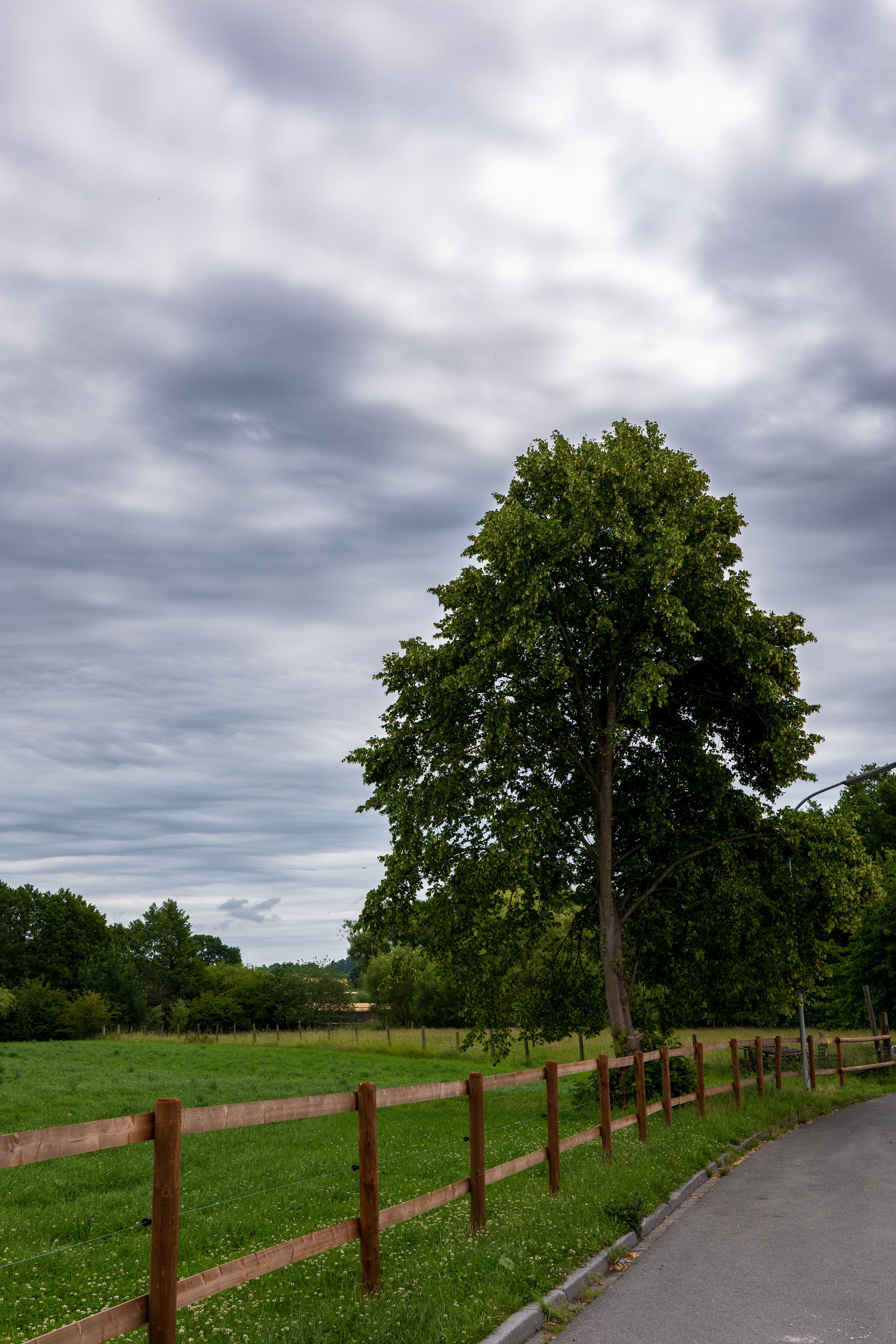 Scenic Countryside Landscape with Tall Tree · Free Stock Photo