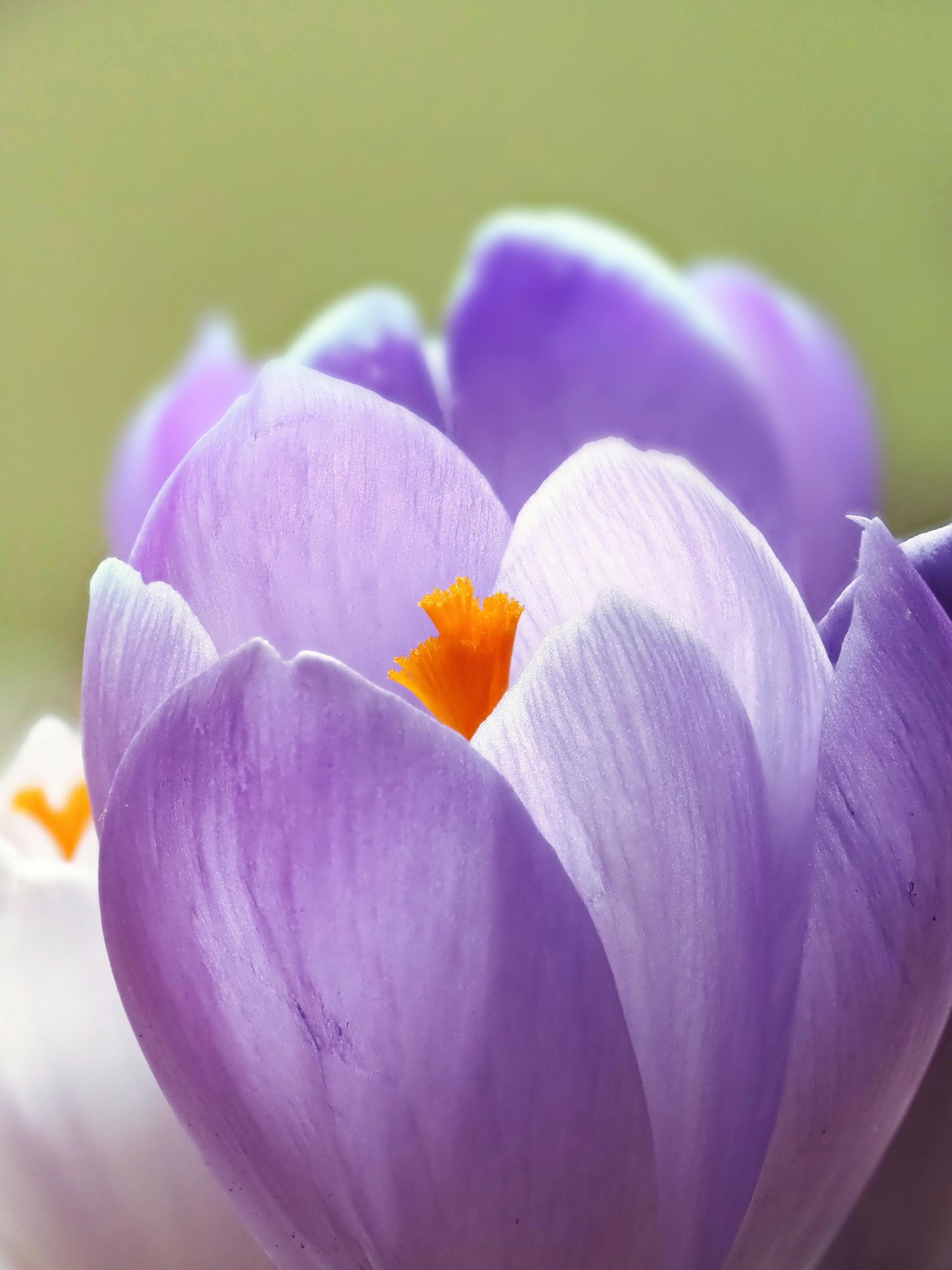 Crocus Flower In Spring Photos, Download The BEST Free Crocus Flower In ...
