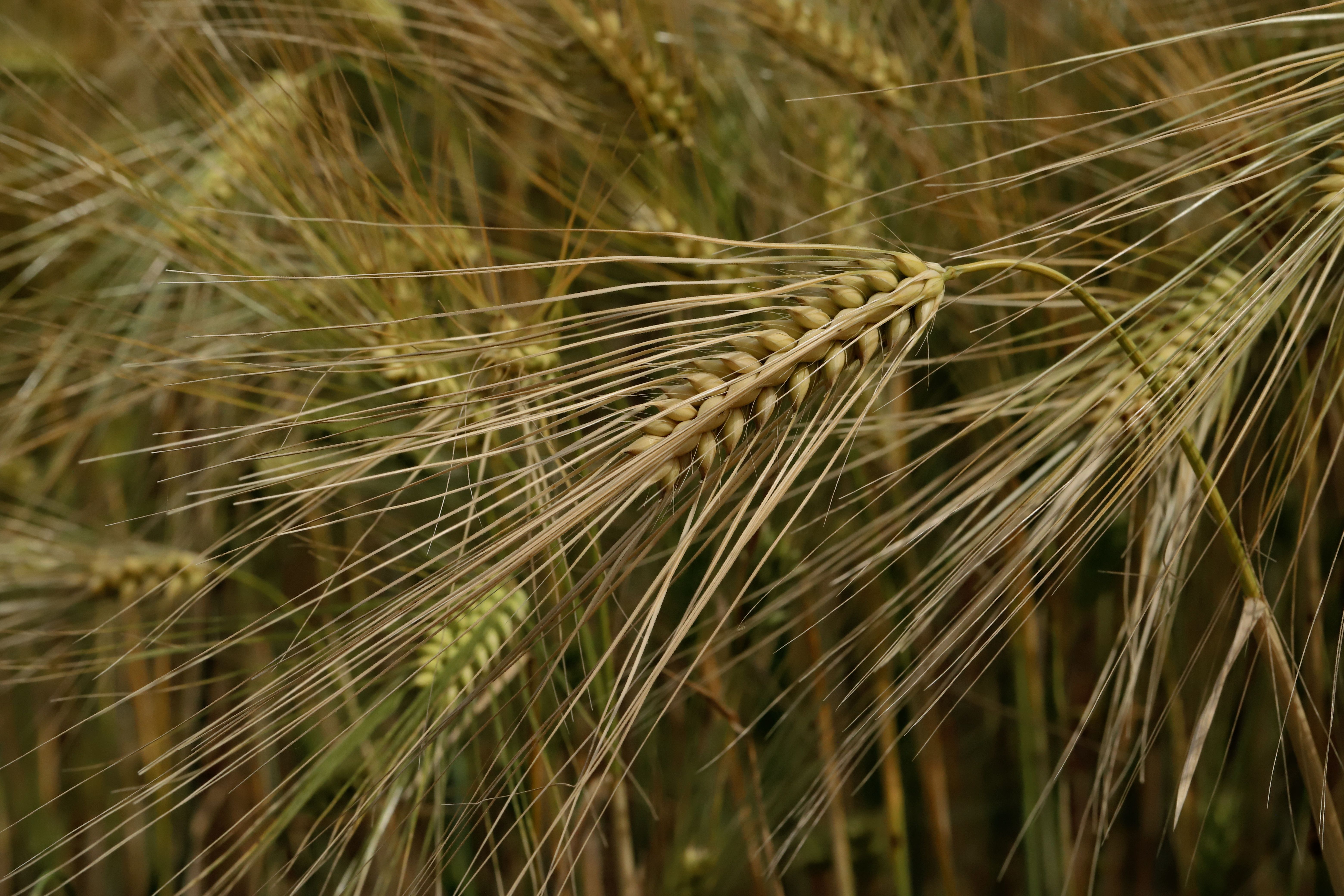 Close-up of Barley in a Summer Field · Free Stock Photo