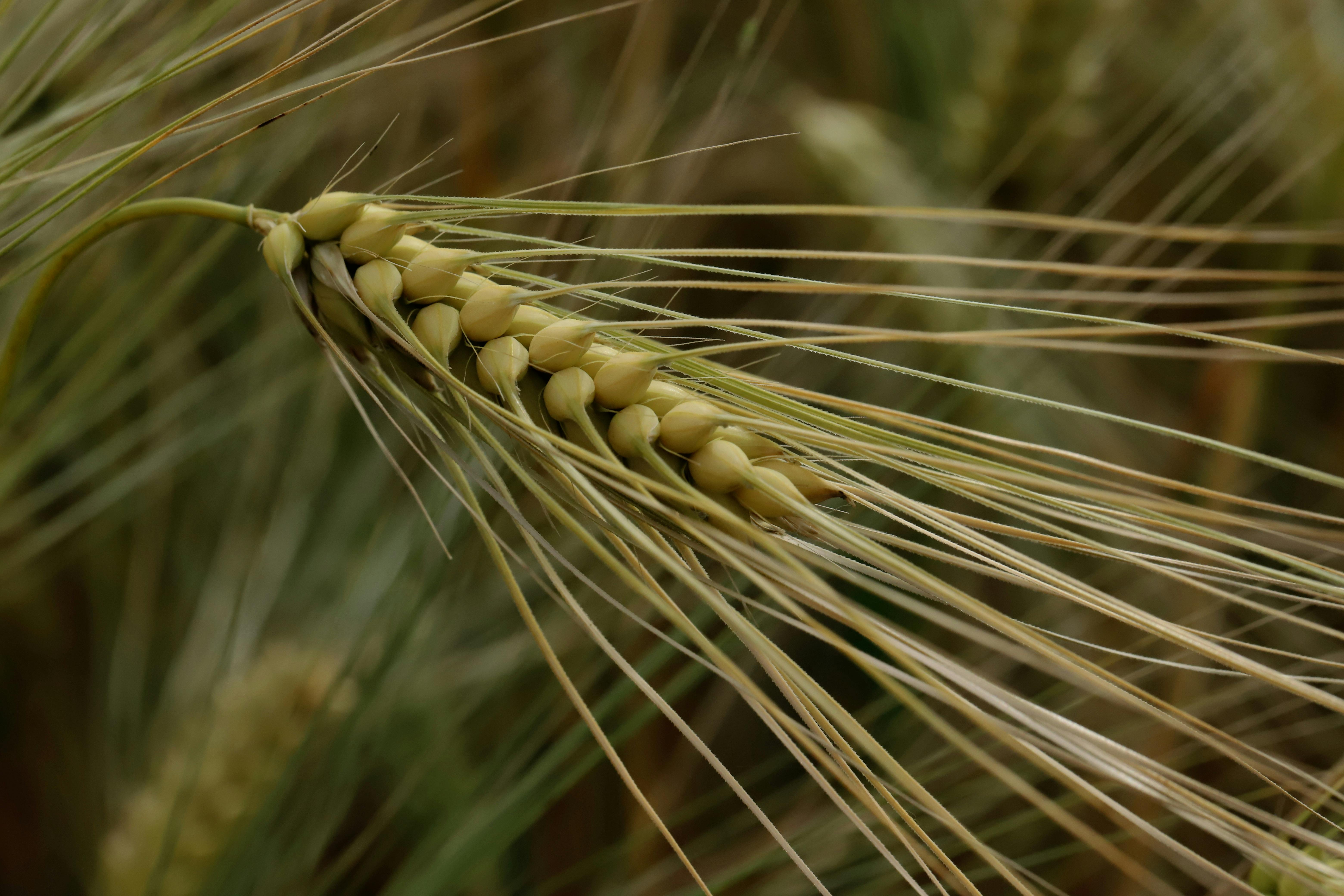 Close-Up of Barley Spike in a Field · Free Stock Photo
