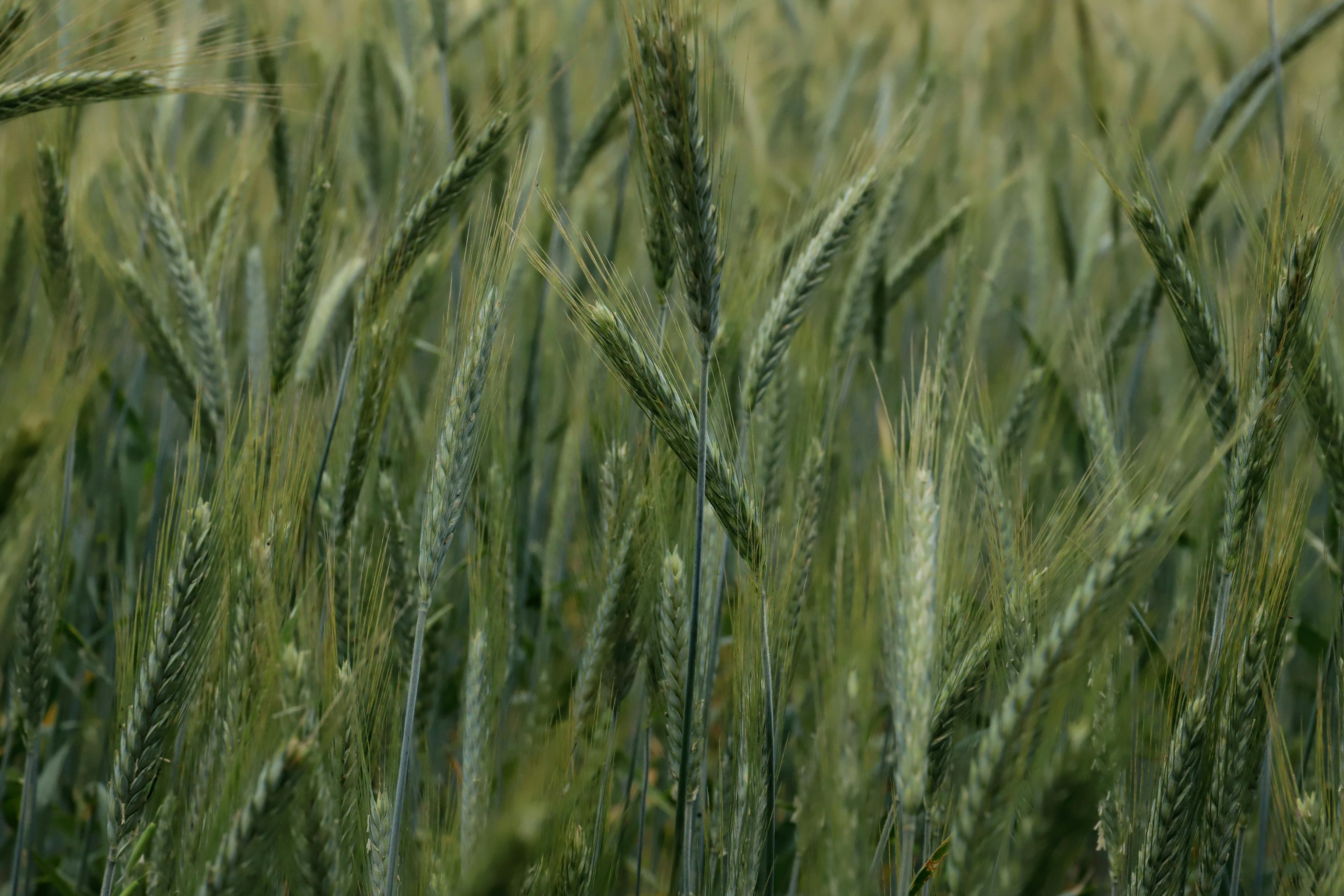 Natural Nurturing Photos, Download The BEST Free Natural Nurturing ...