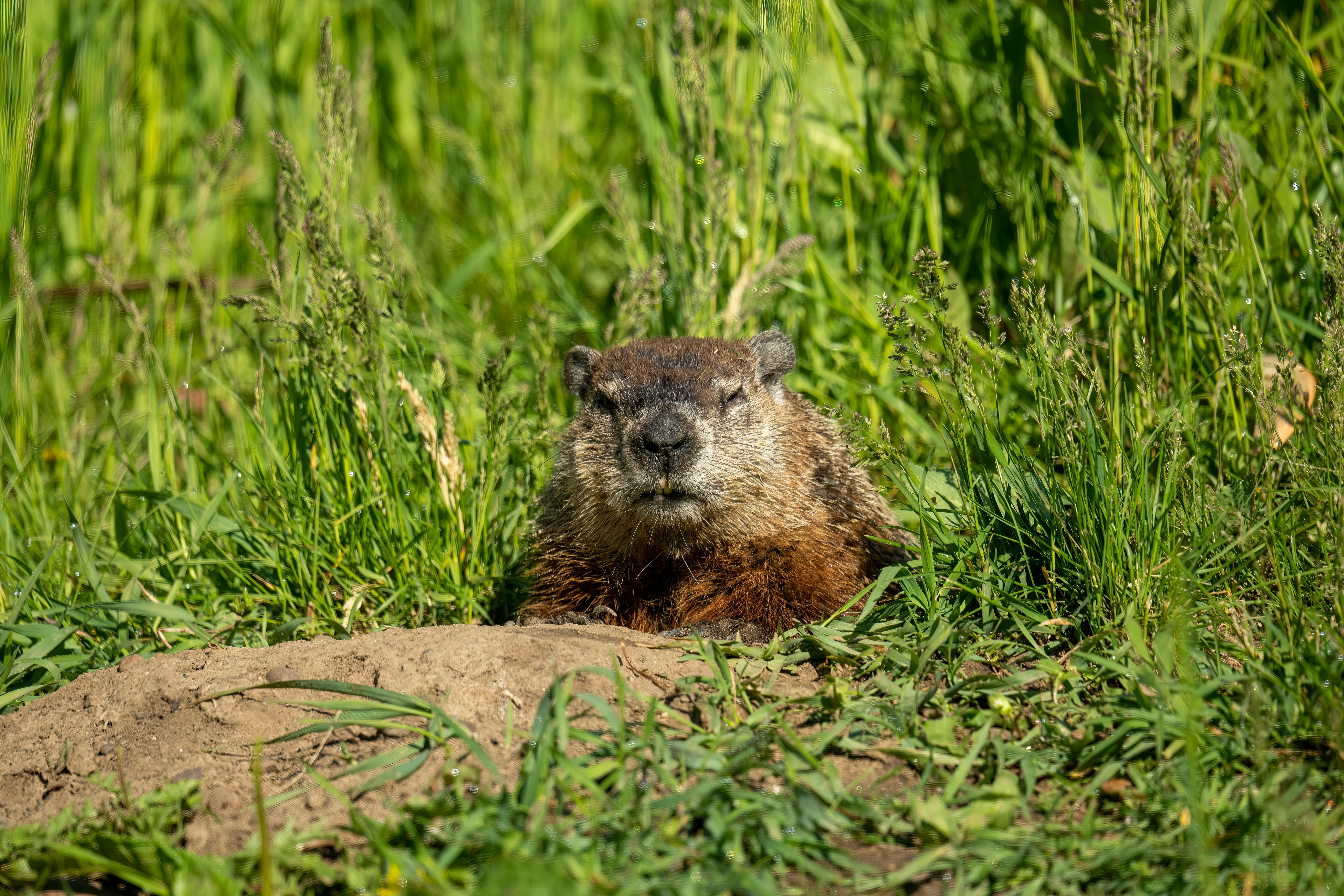 Close-up of Groundhog in Wabasha, Minnesota · Free Stock Photo