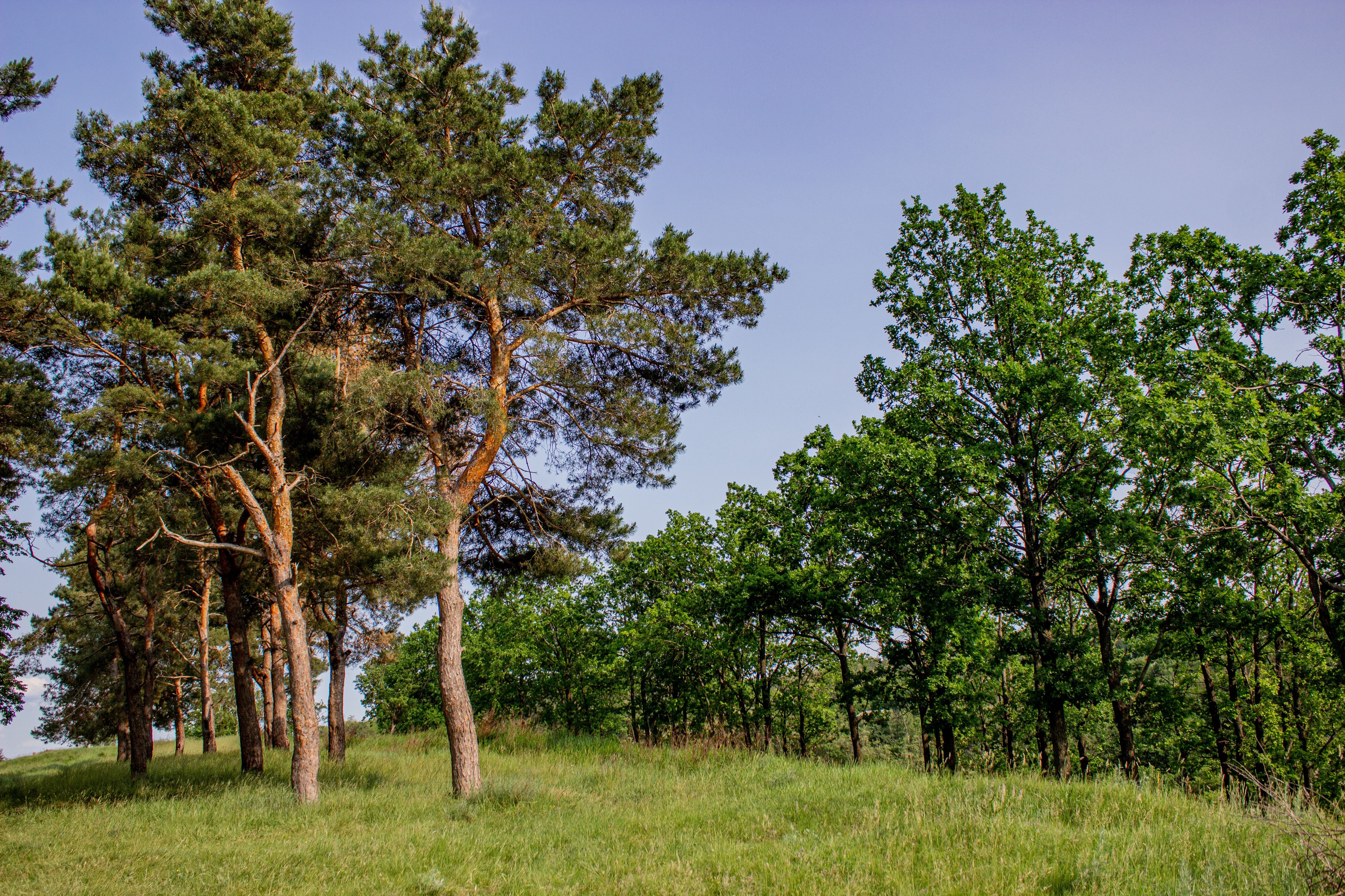 Pine, Oak, Deodar, Cedartree Photos, Download The BEST Free Pine, Oak ...