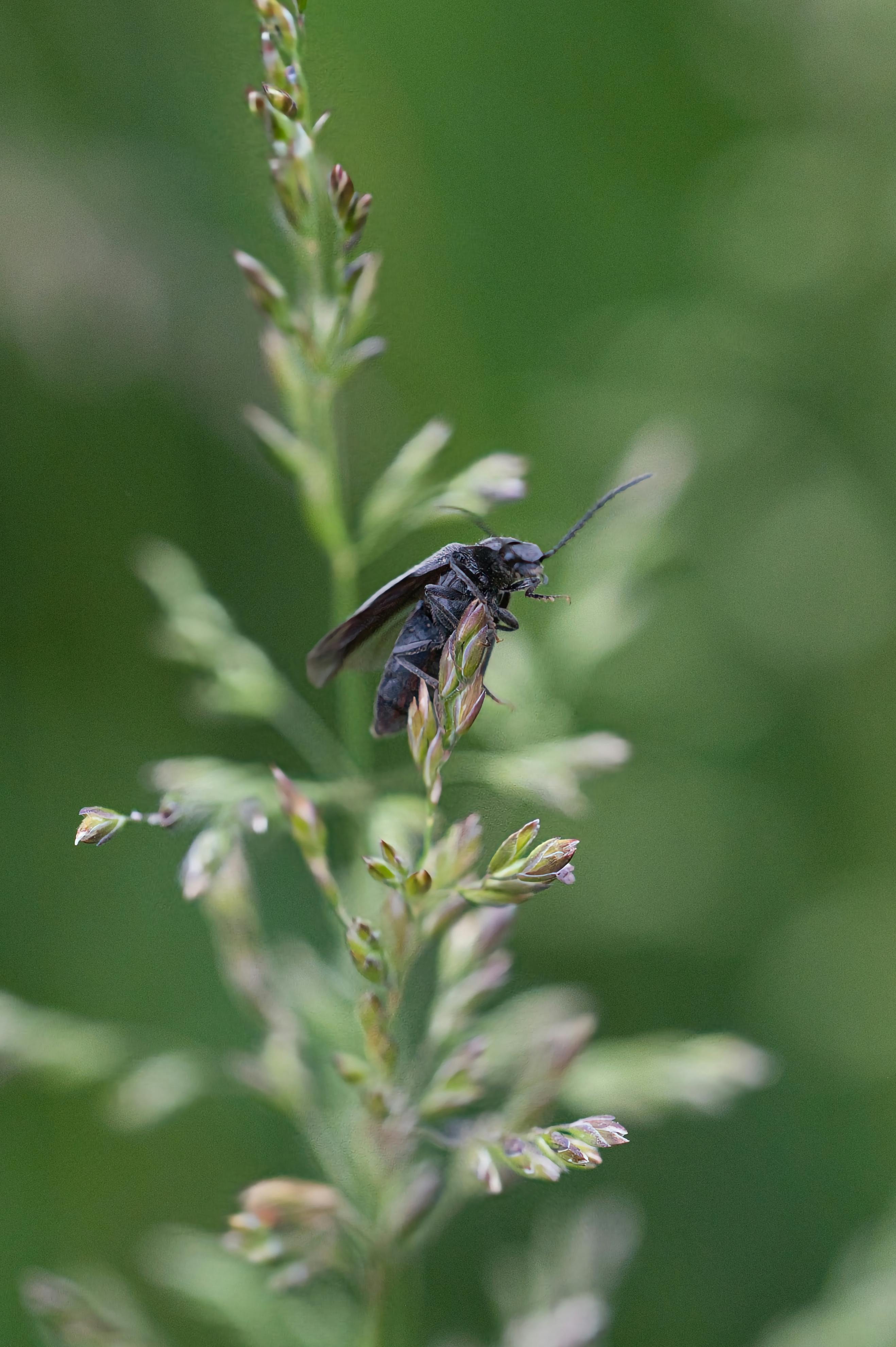 Close-up of Insect on Grass with Blurred Green Background · Free Stock ...