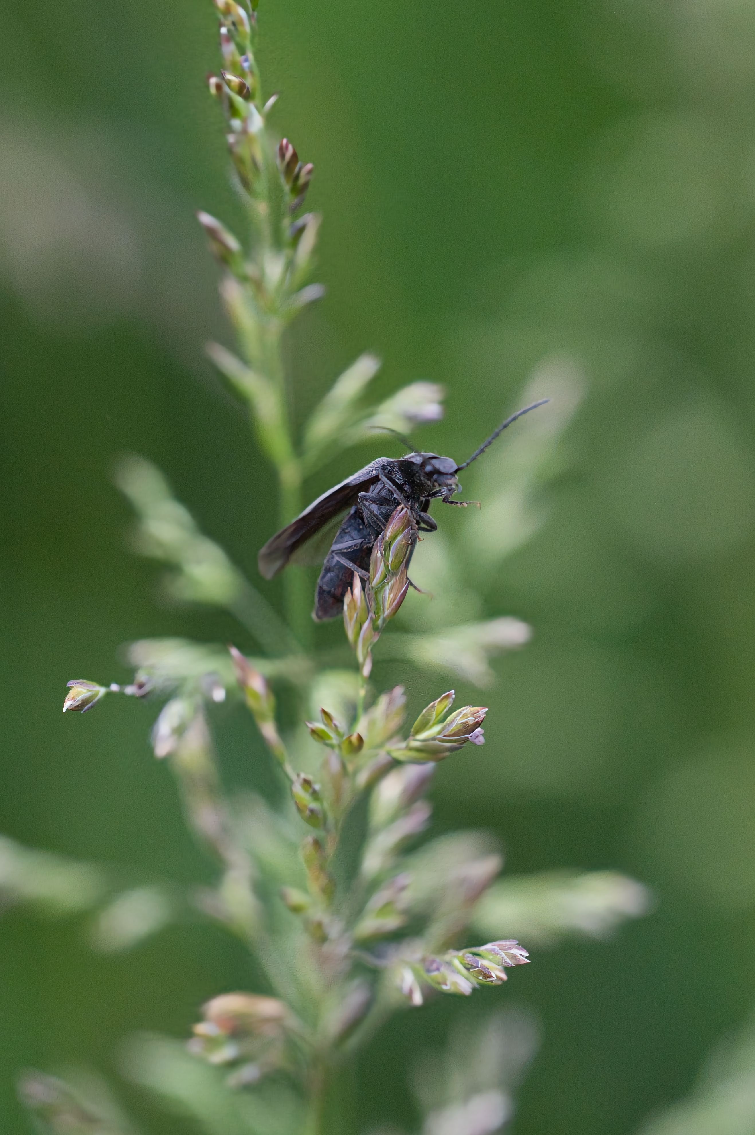 Close-up of Insect on Grass with Blurred Green Background · Free Stock ...