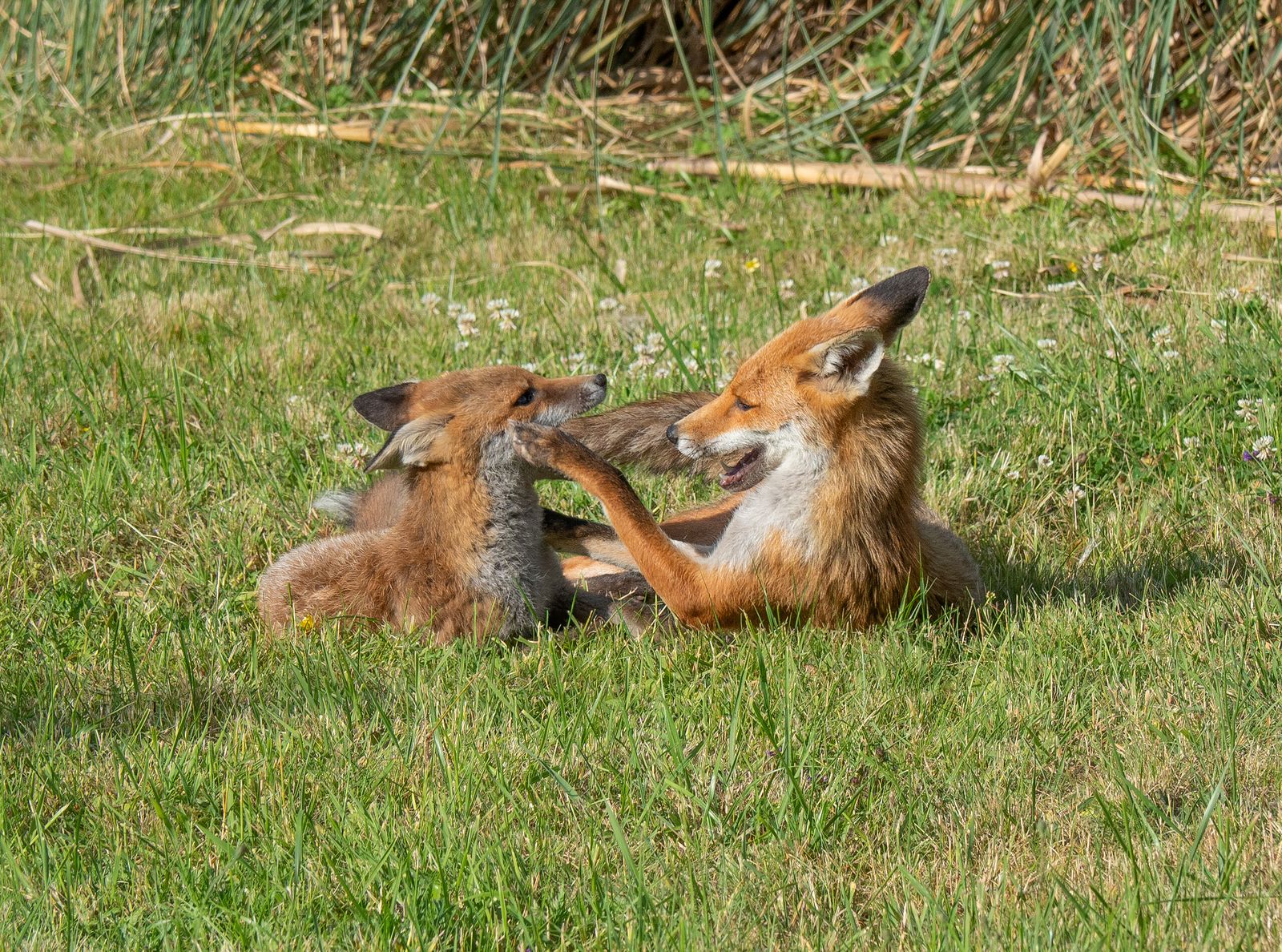 Red Fox Cub Photos, Download The BEST Free Red Fox Cub Stock Photos ...
