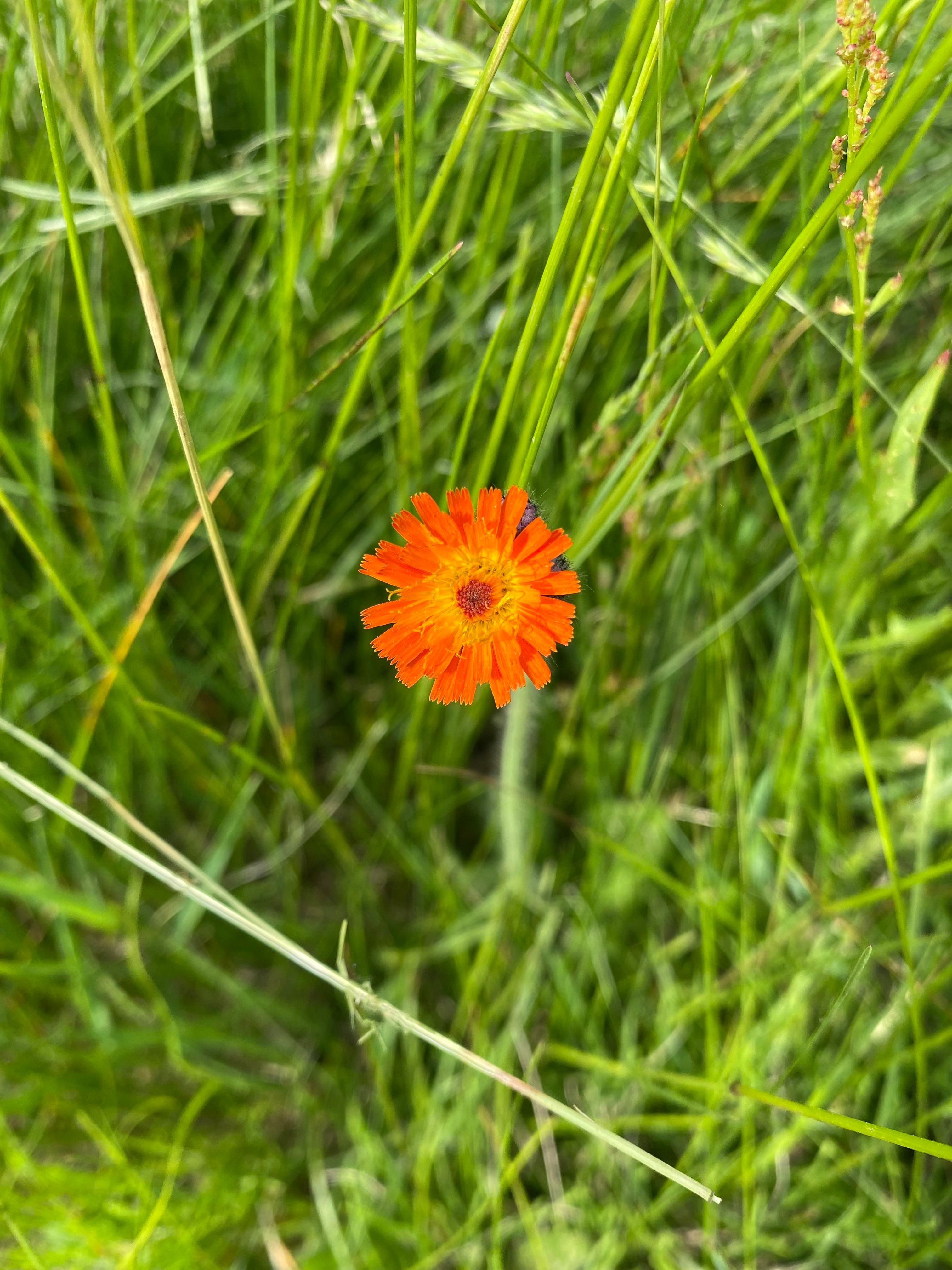 Vibrant Orange Wildflower Amidst Green Grass · Free Stock Photo