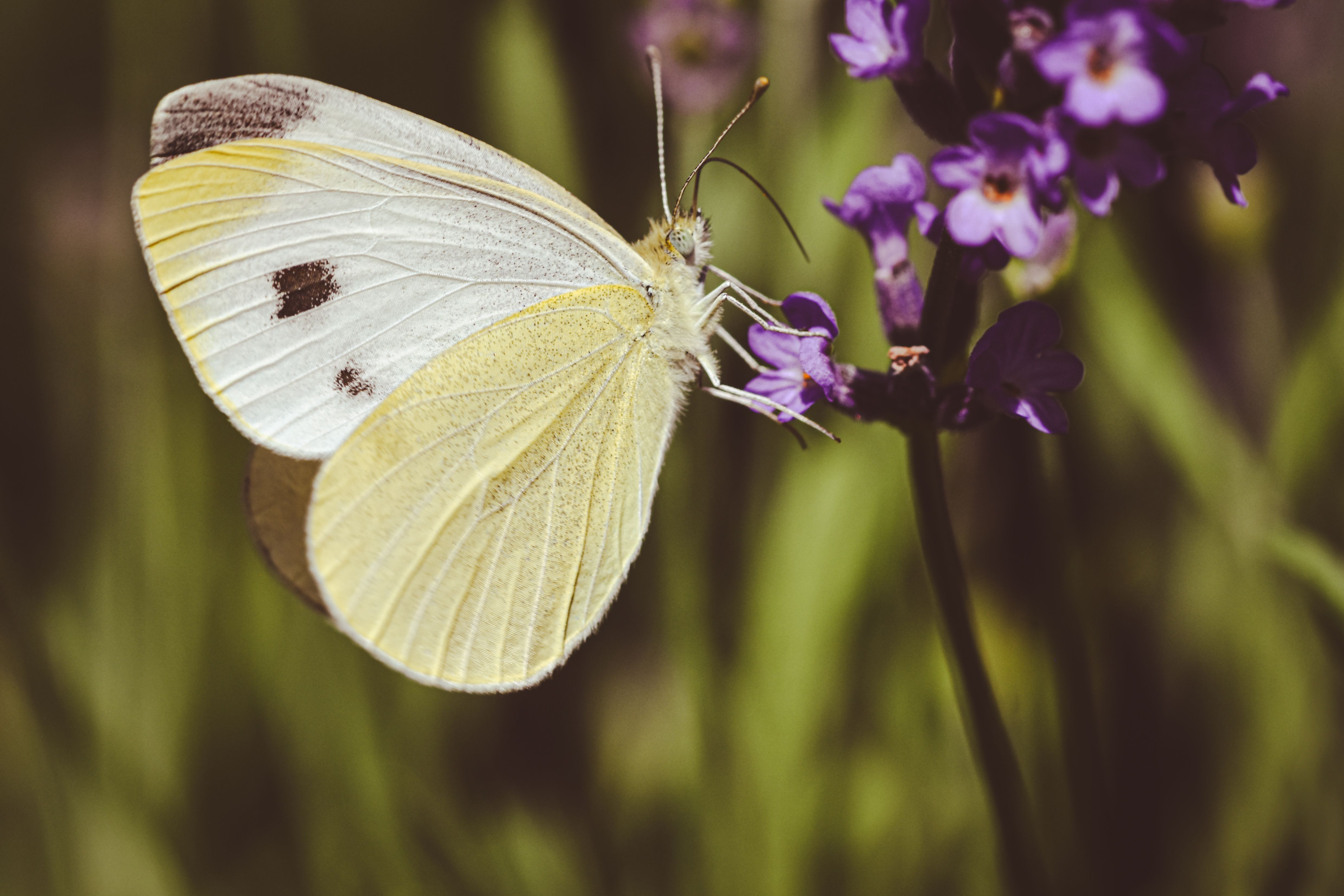 Close-Up of Cabbage White Butterfly on Lavender · Free Stock Photo