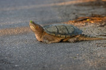 Animal Conservation Organizations Across America and Globe