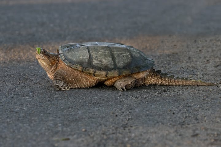 Alligator Snapping Turtle vs Common Snapping Turtle: A Guide