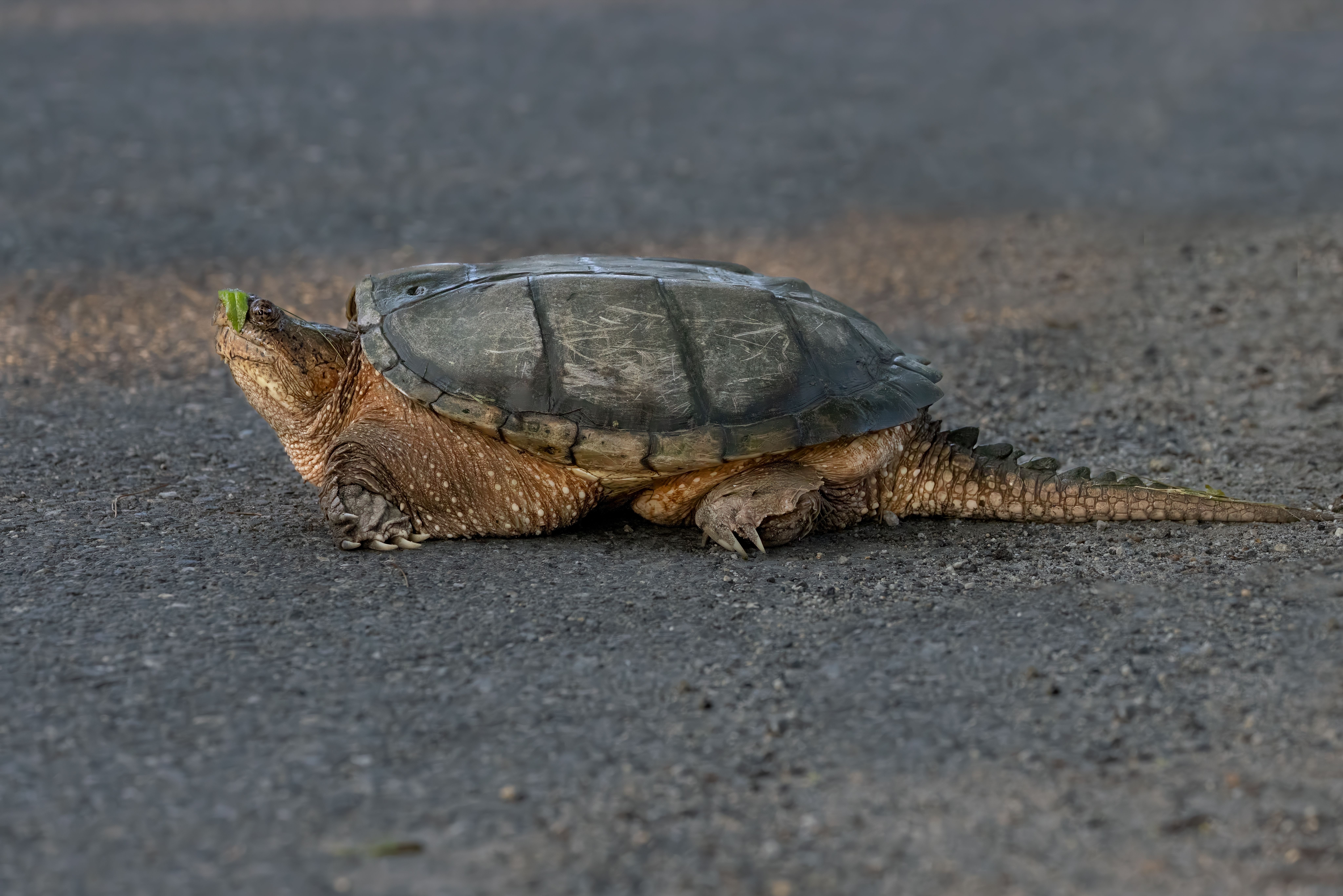 Snapping Turtle Crossing a Road in Massachusetts · Free Stock Photo