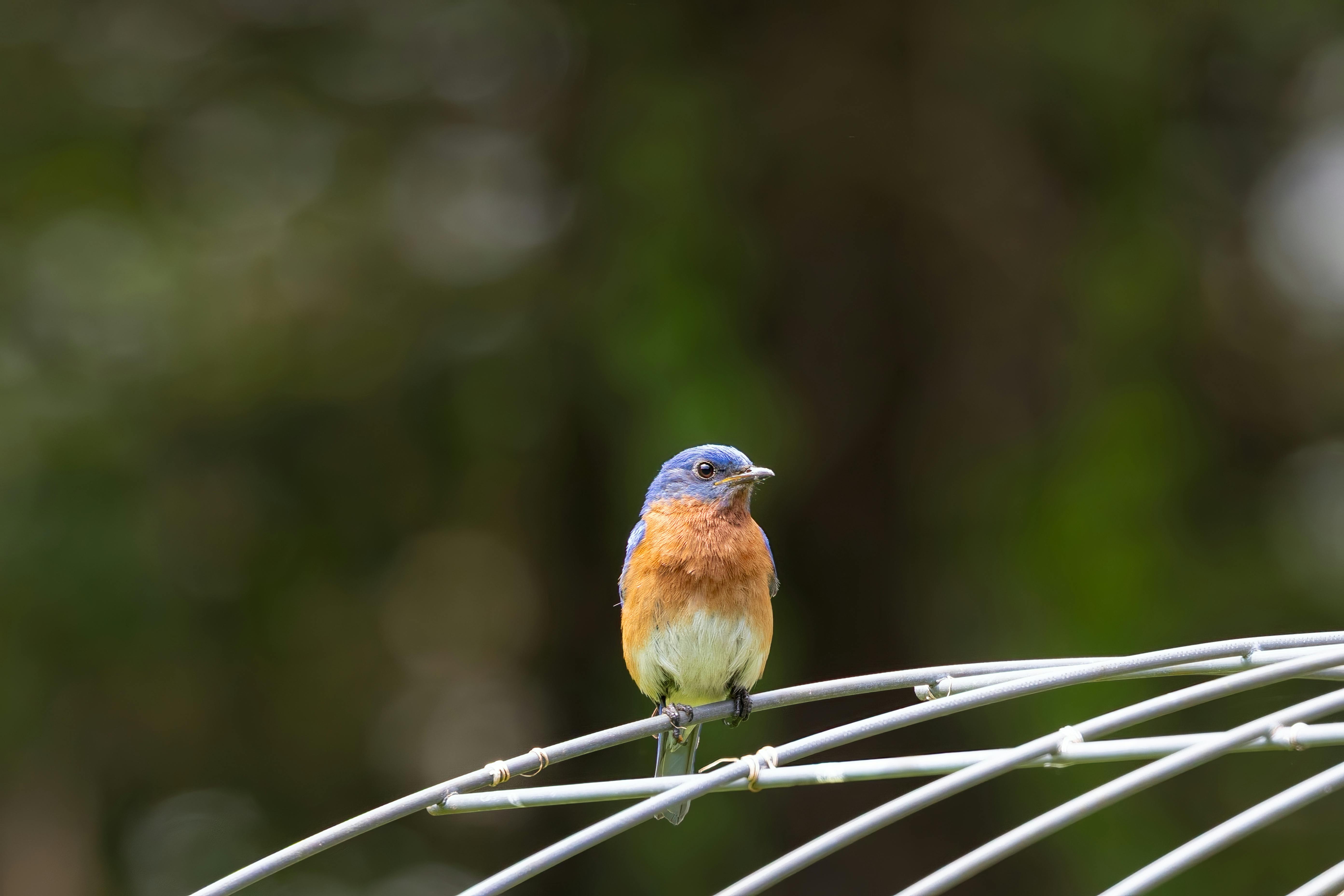 Hd Sinari Photos, Download The BEST Free Hd Sinari Stock Photos & HD Images