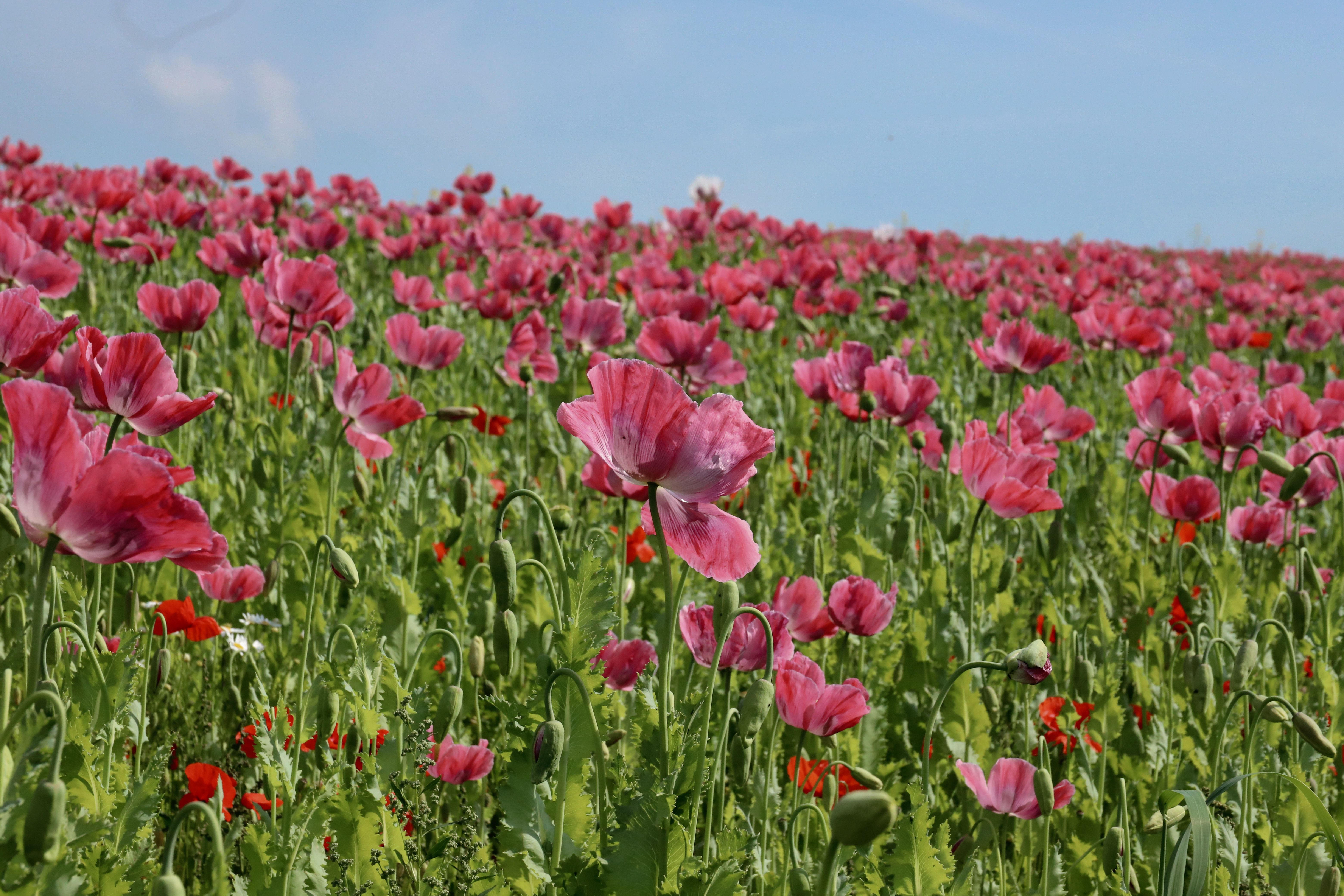 Vibrant Field of Pink Poppies in Bloom · Free Stock Photo