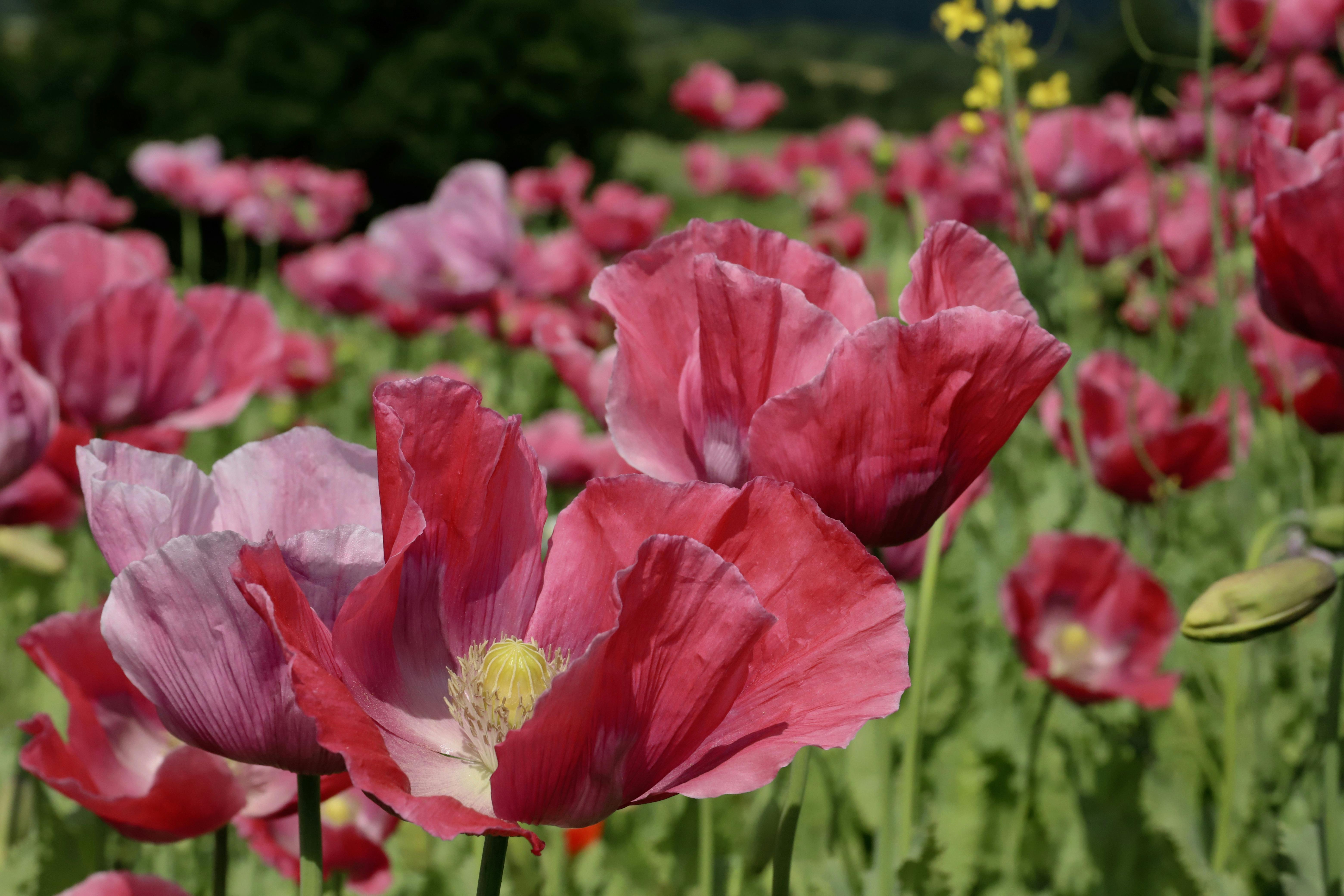 Opium+Pfp Photos, Download The BEST Free Opium+Pfp Stock Photos & HD Images