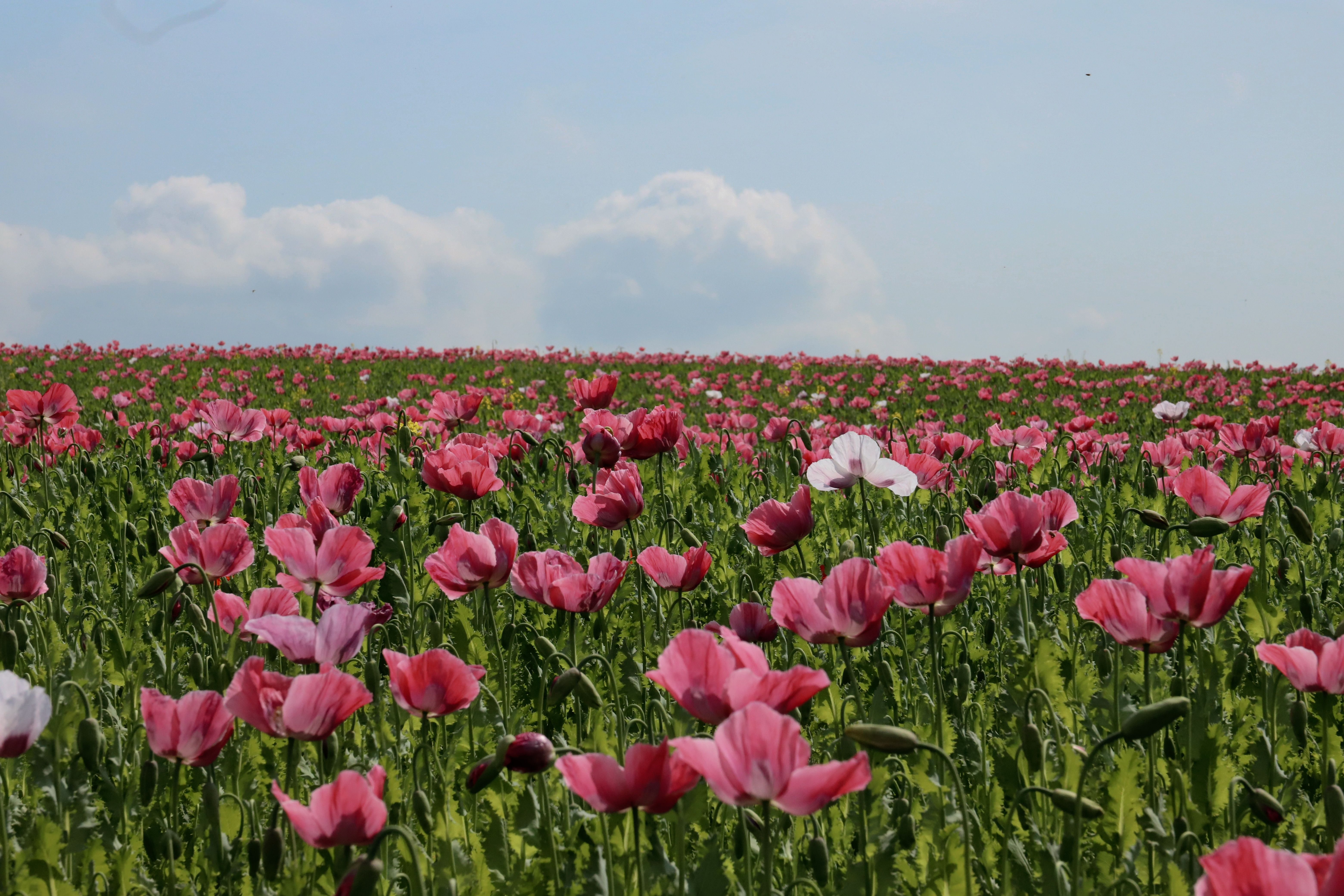 Vibrant Field of Blooming Pink Poppies in Hessen · Free Stock Photo