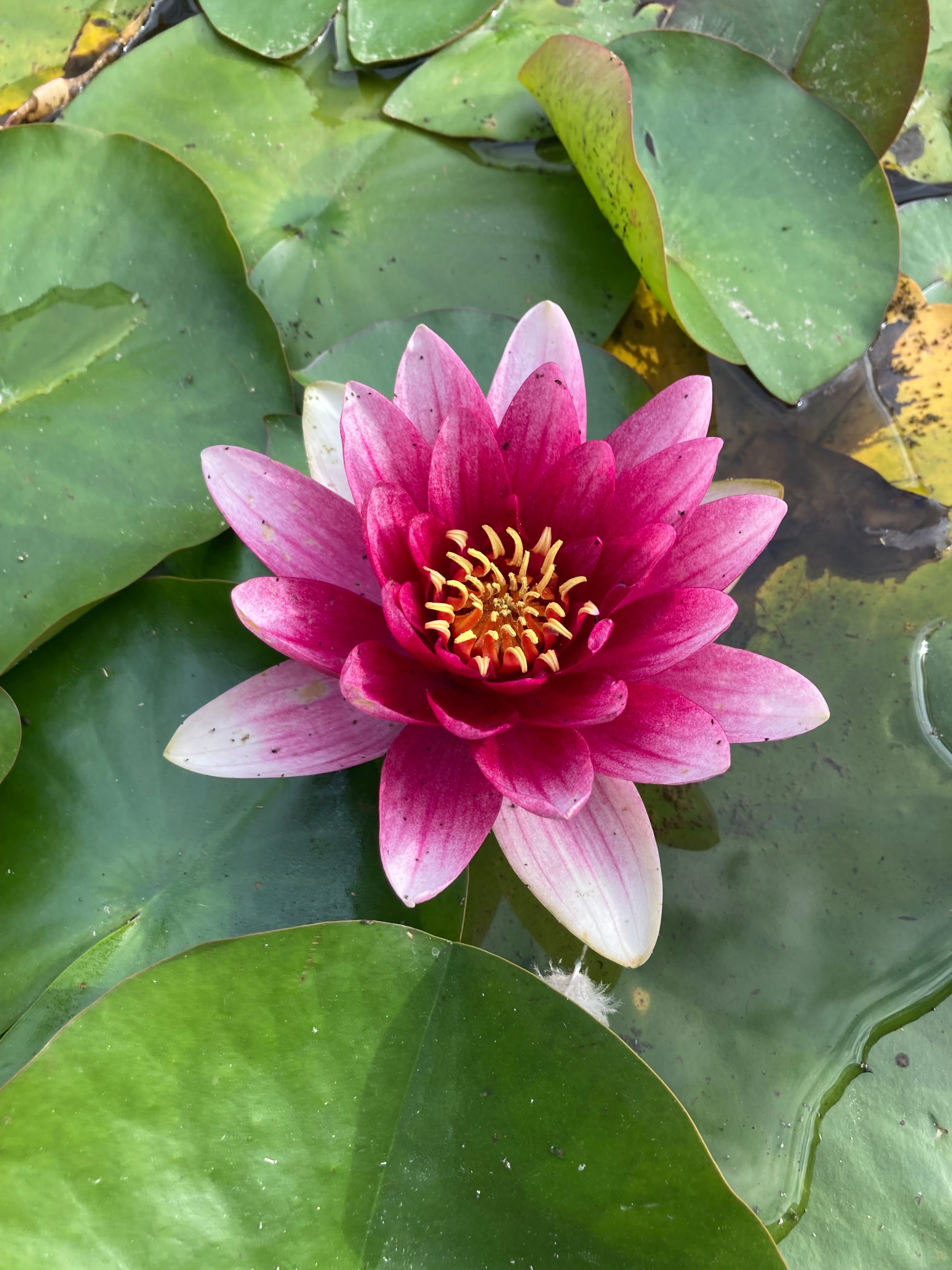 Vibrant Water Lily Bloom on Lily Pads · Free Stock Photo