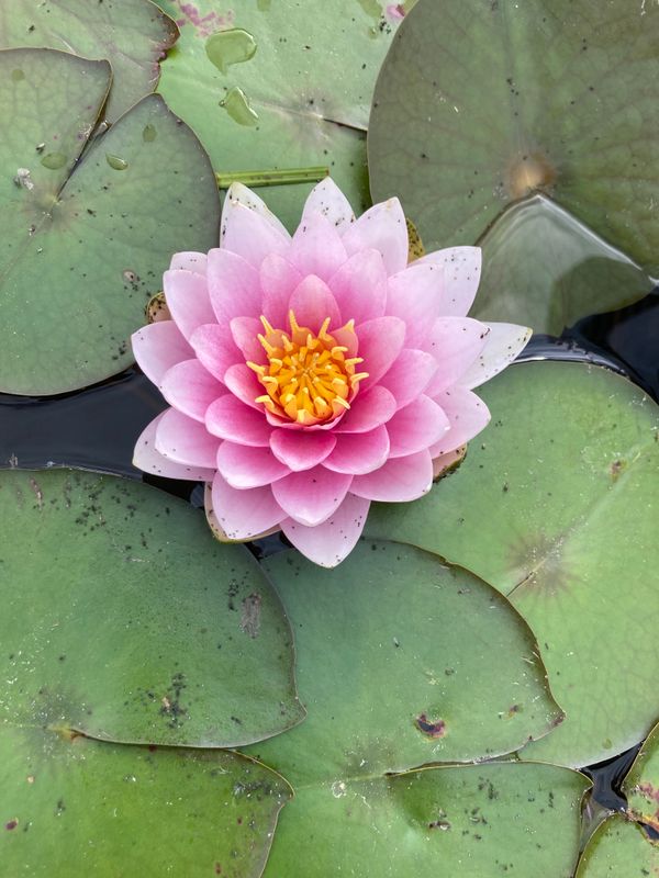 Water Flower Photos, Download The BEST Free Water Flower Stock Photos ...