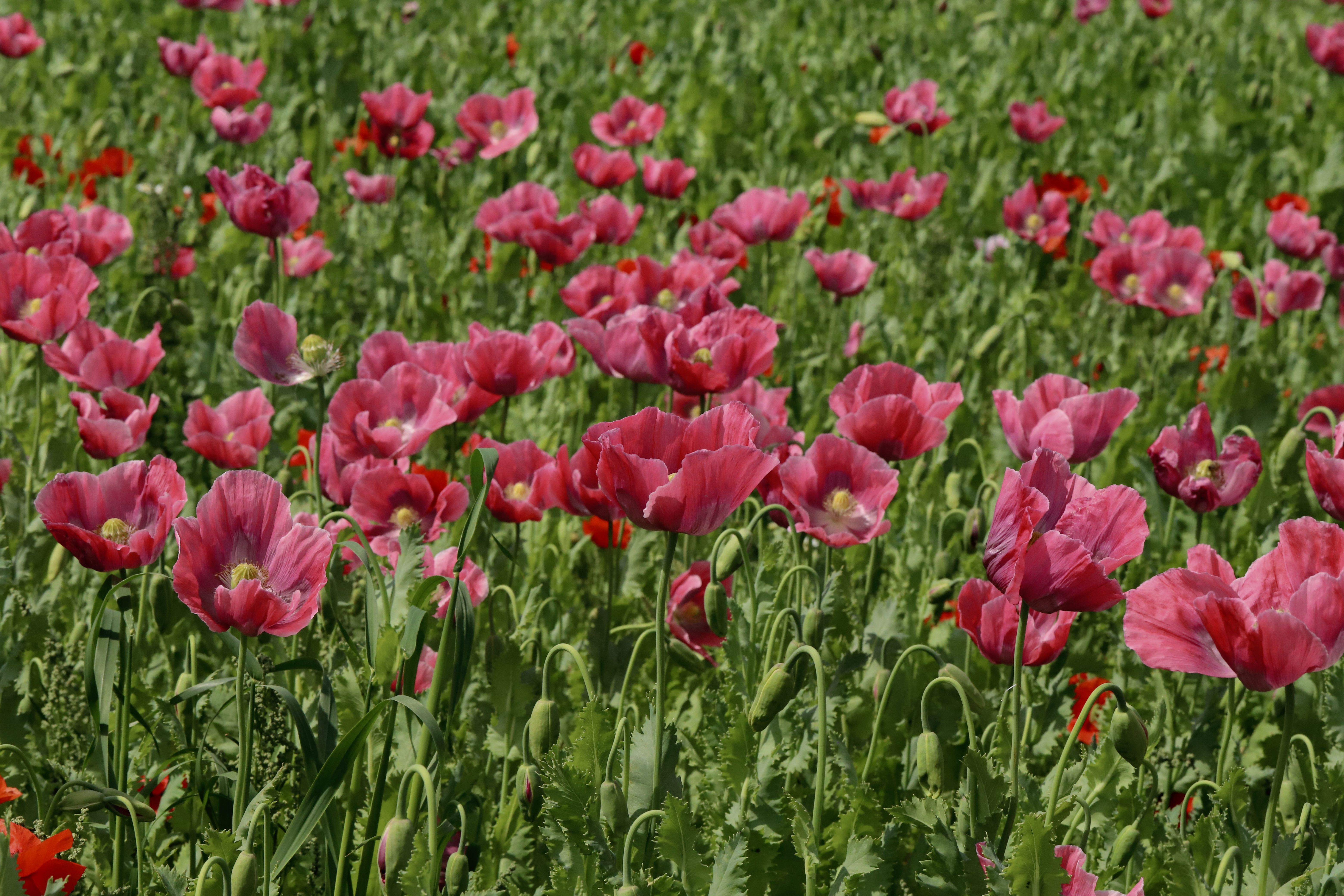 Cierny Flower Photos, Download The BEST Free Cierny Flower Stock Photos ...