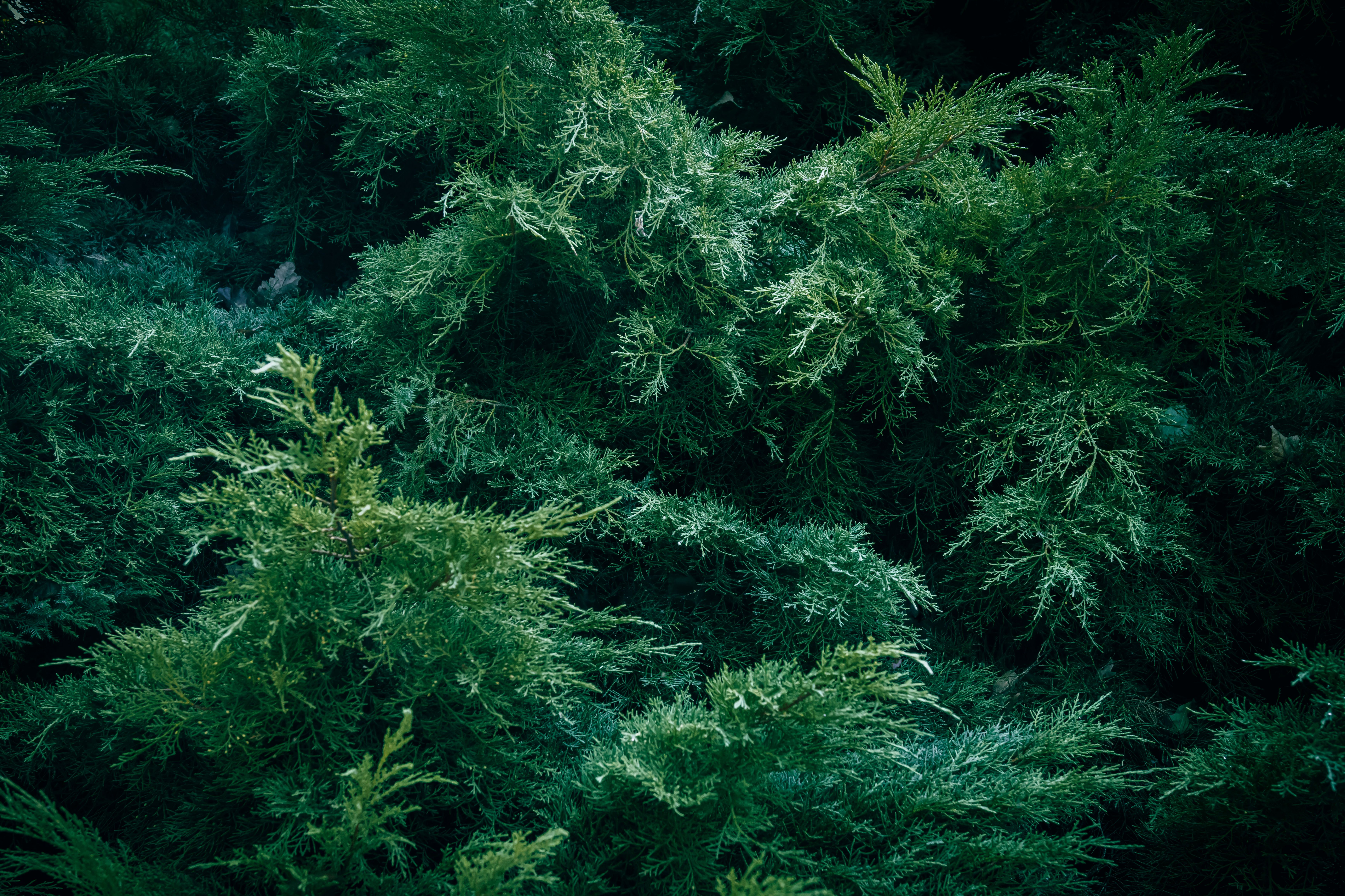 Dark Green Juniper Shrub Foliage Texture · Free Stock Photo